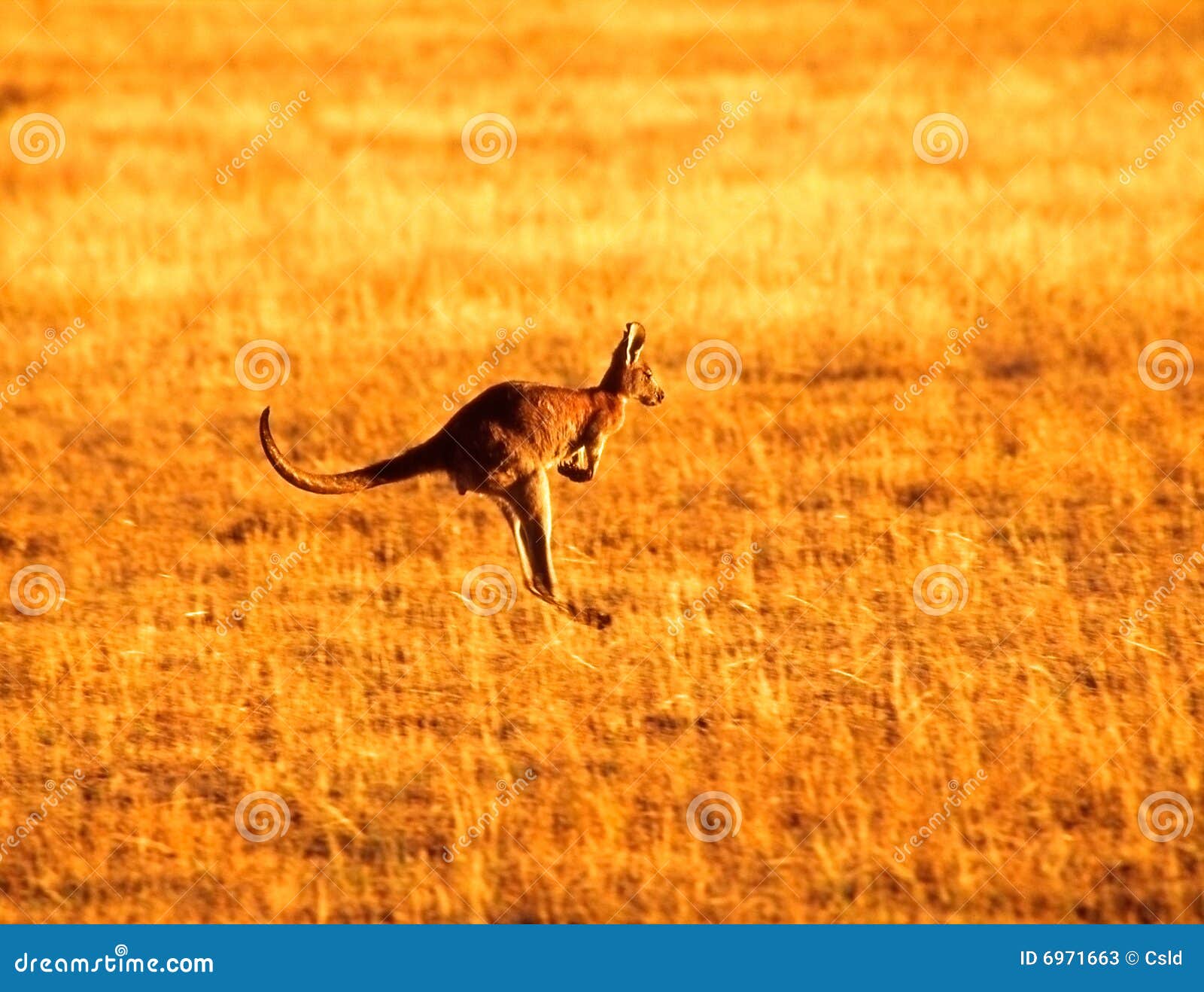Het springen kangoeroe stock afbeelding. Image of vreedzaam - 6971663