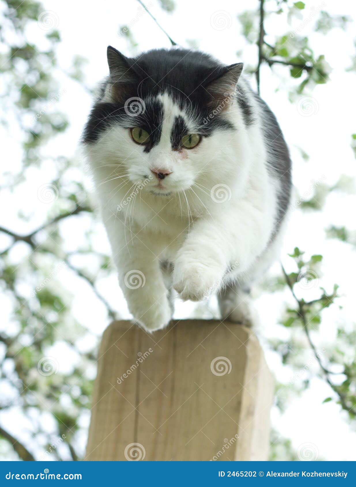 Het springen kat stock foto. Image of ogen, dier, vliegen - 2465202