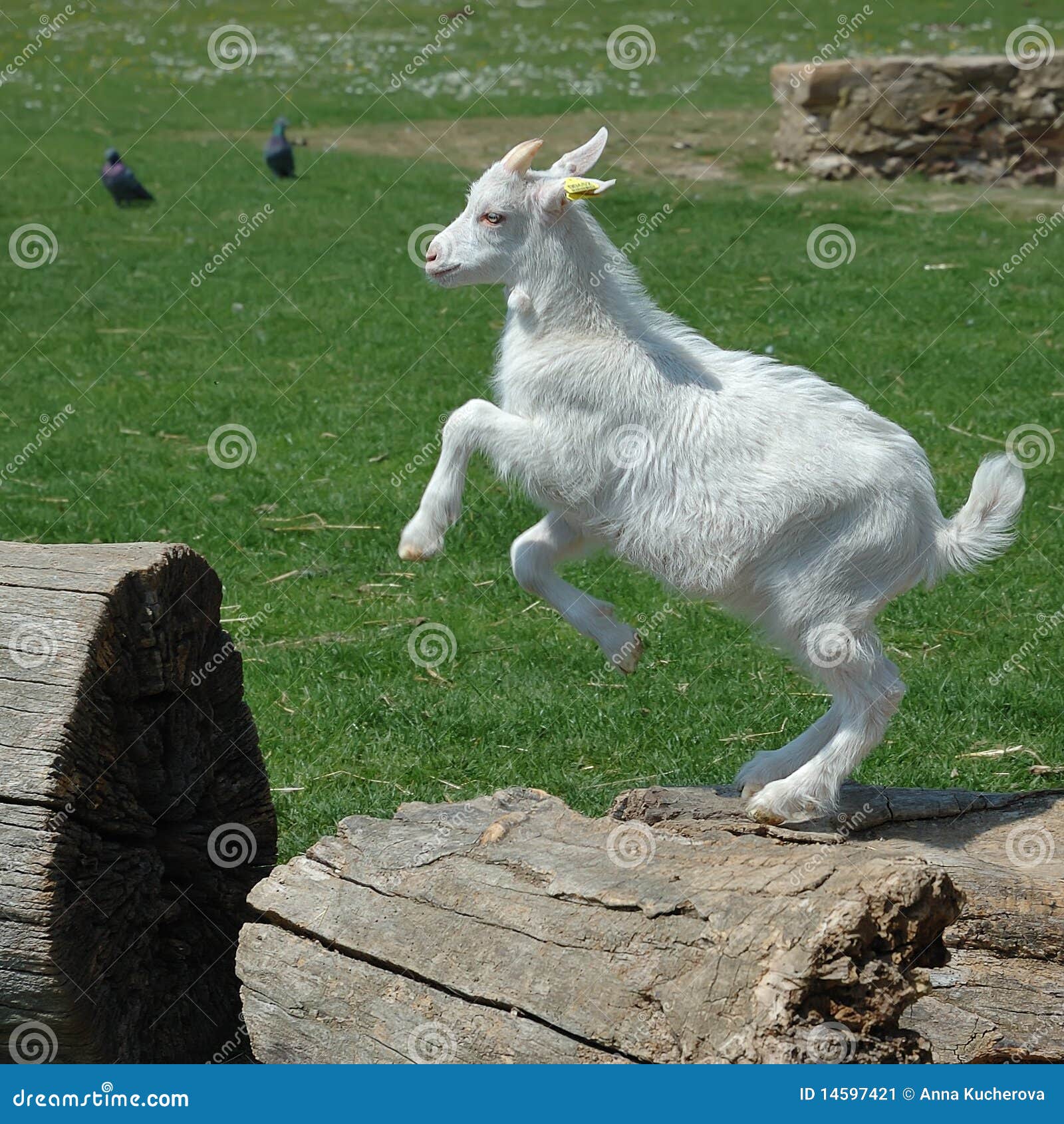 Het Springen Van De Geit Van De Baby Stock Afbeelding - Image of leuk ...