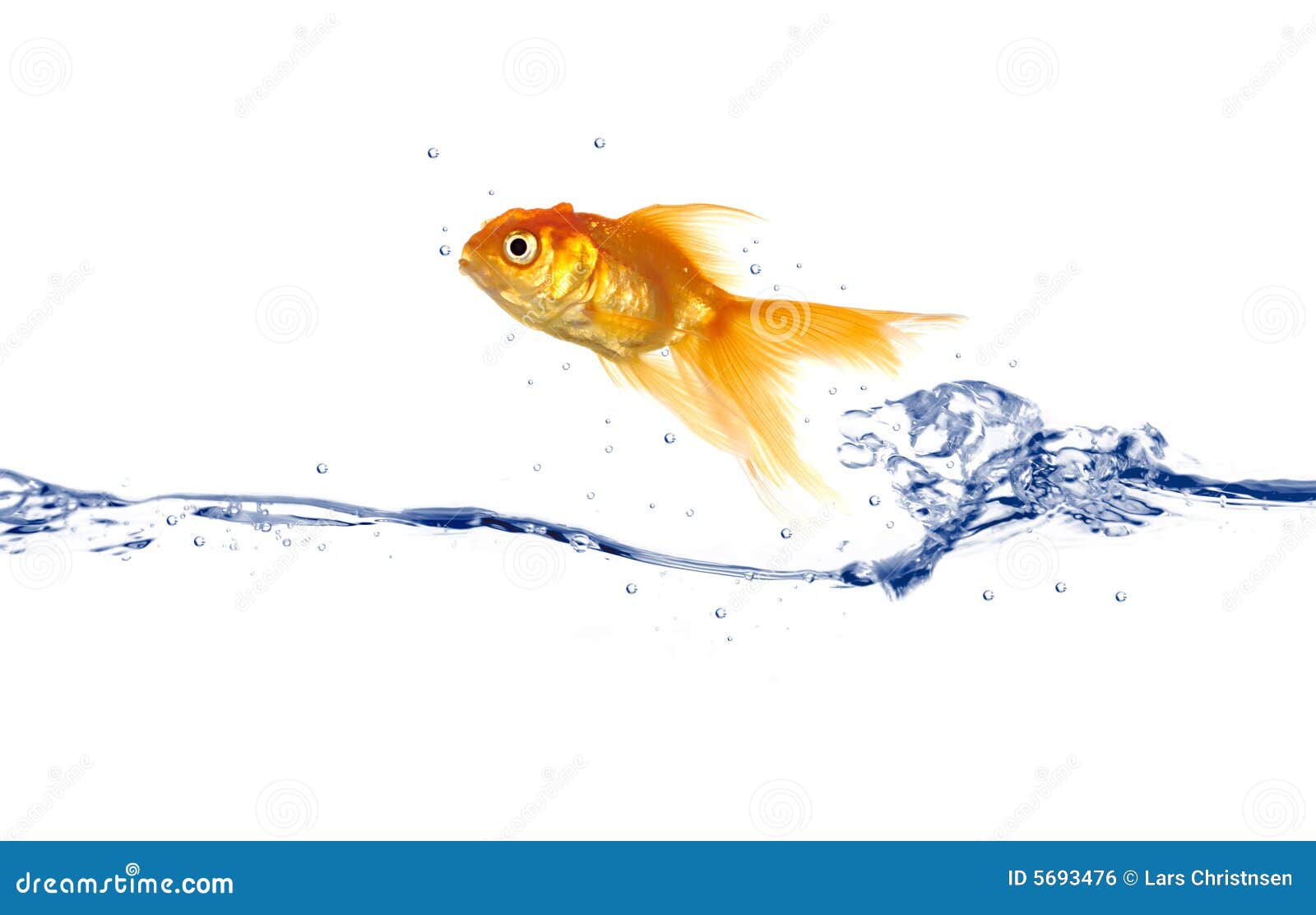 Het Springen Van De Goudvis Stock Foto - Image of fauna, dalingen: 5693476