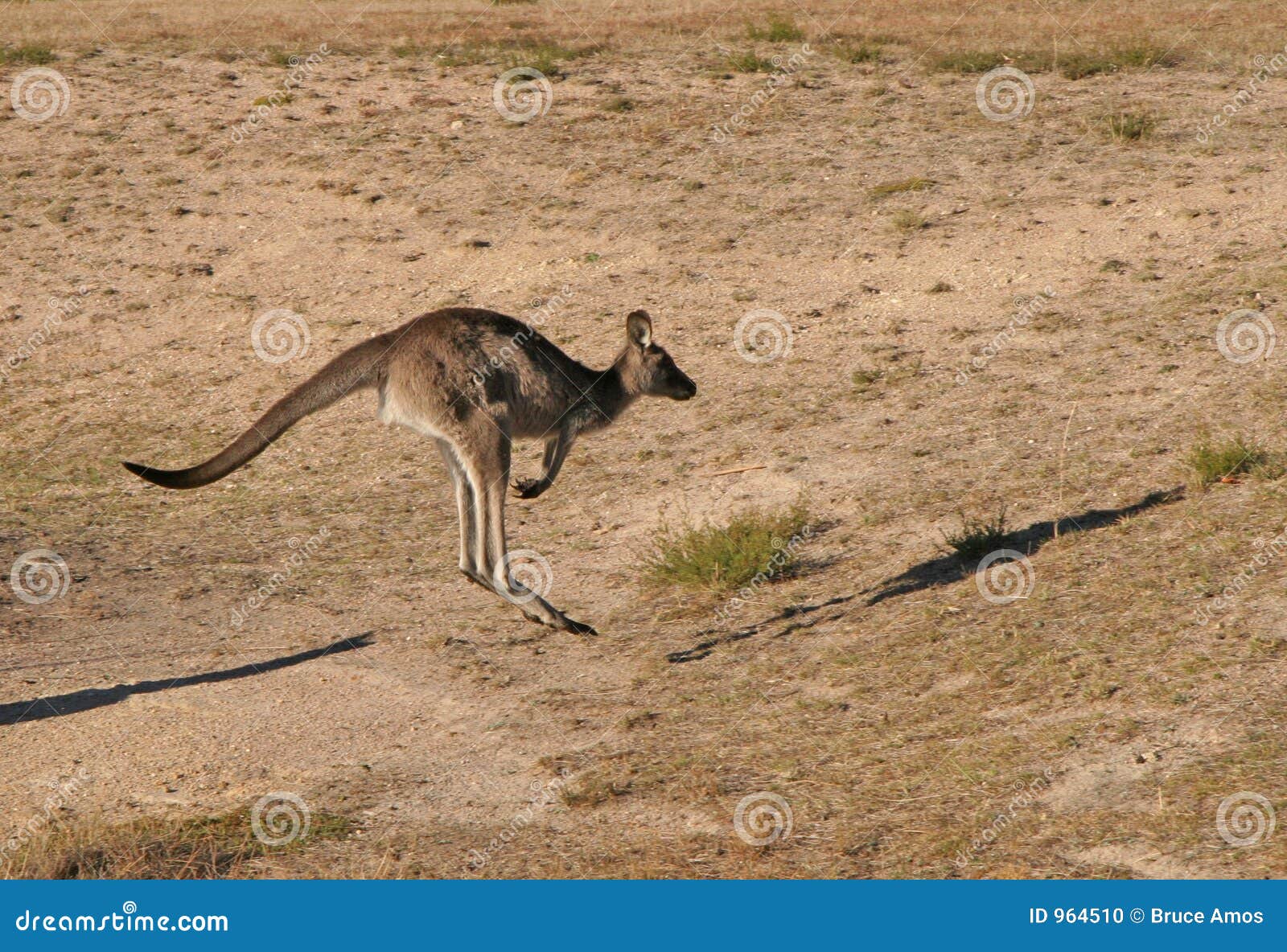 Het Springen Van De Kangoeroe Stock Foto - Image of canberra, kangoeroe ...
