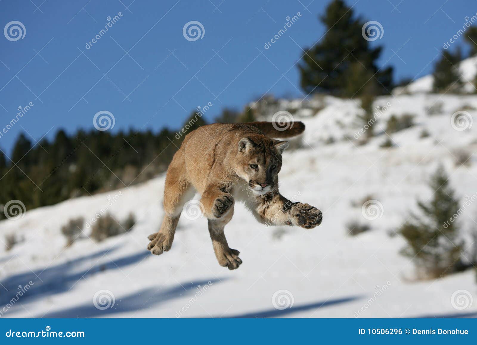 Het Springen van de poema stock foto. Image of panter - 10506296