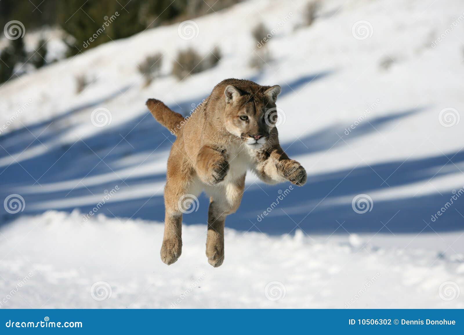 Het Springen van de poema stock foto. Image of beige - 10506302