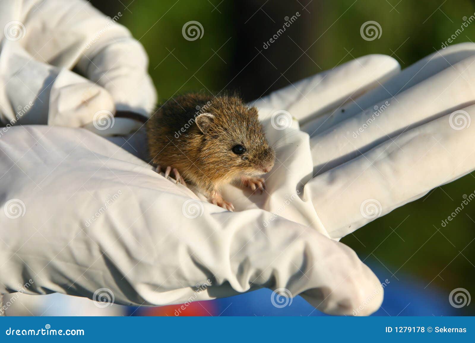 Het Springen Van De Weide Muis Stock Foto - Image of gegevens, handen ...
