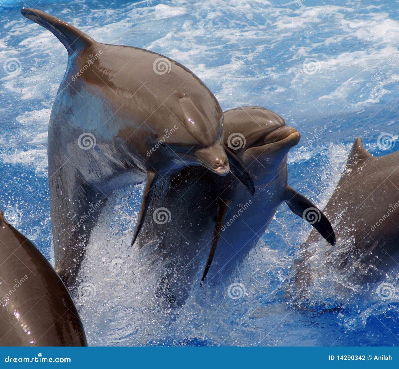 Het Springen van dolfijnen stock foto. Image of opwinding - 14290342