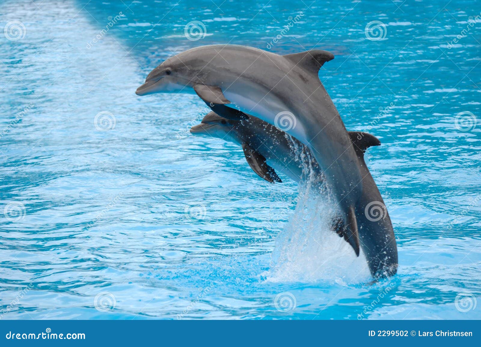 Het springen van dolfijnen stock foto. Image of aquatisch - 2299502