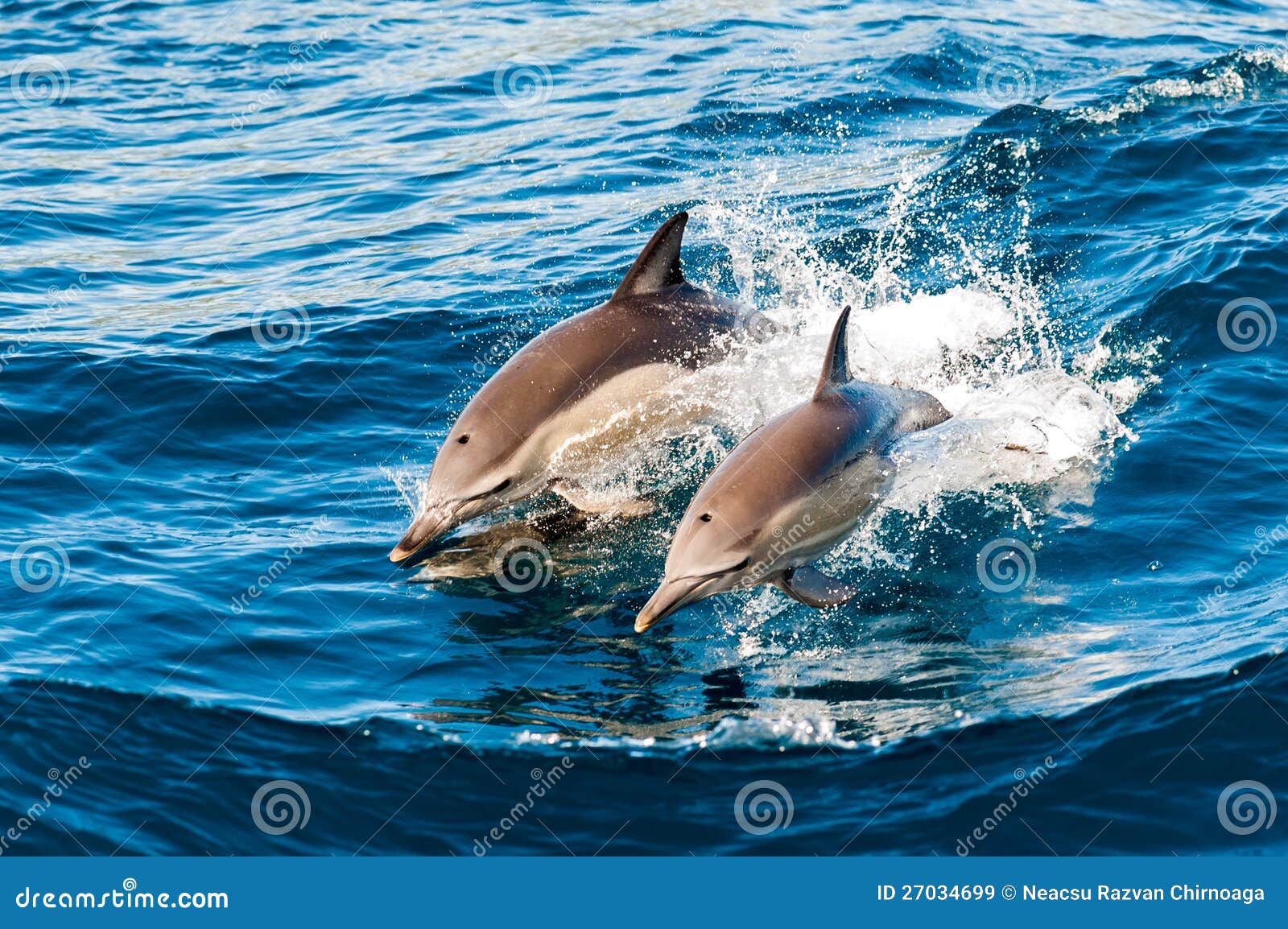 Het springen van dolfijnen stock afbeelding. Image of macht - 27034699