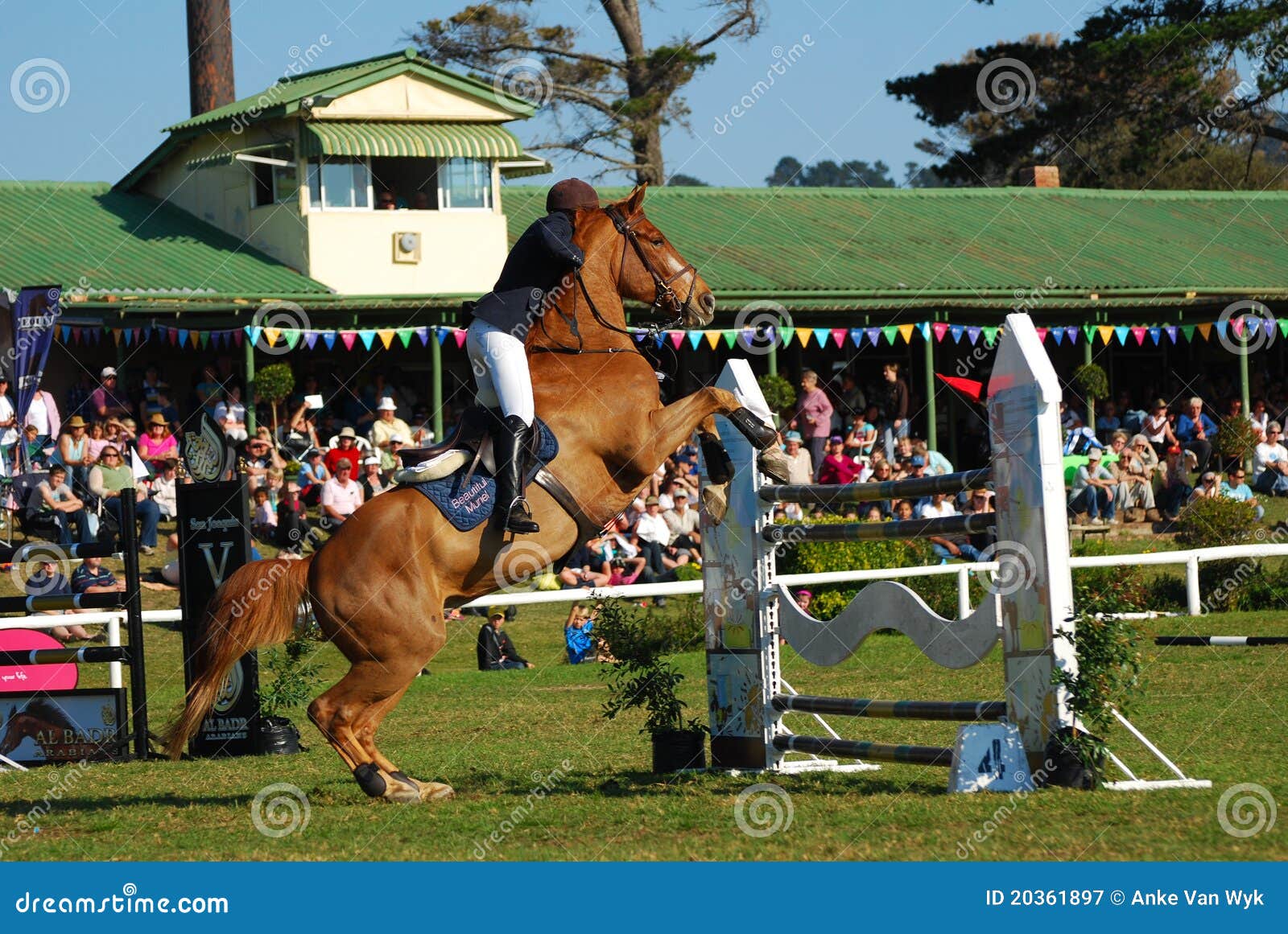Het springen van het paard redactionele fotografie. Image of ...