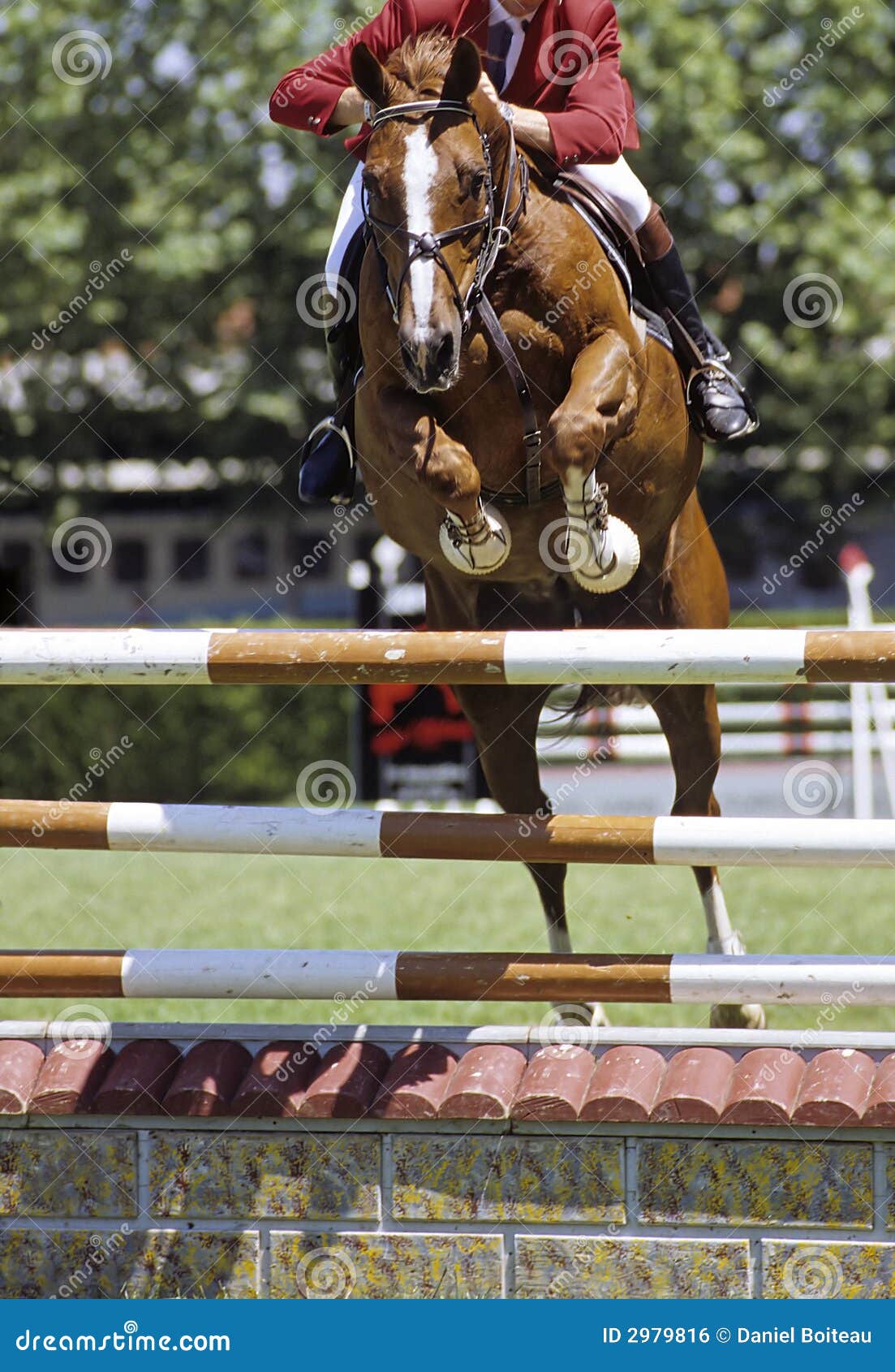 Het springen van het paard stock foto. Image of paard - 2979816