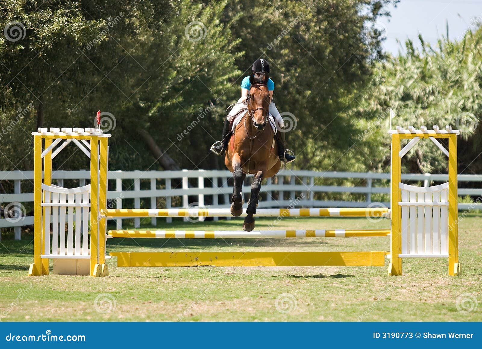 Paard Het Springen Picture. Image: 3190773