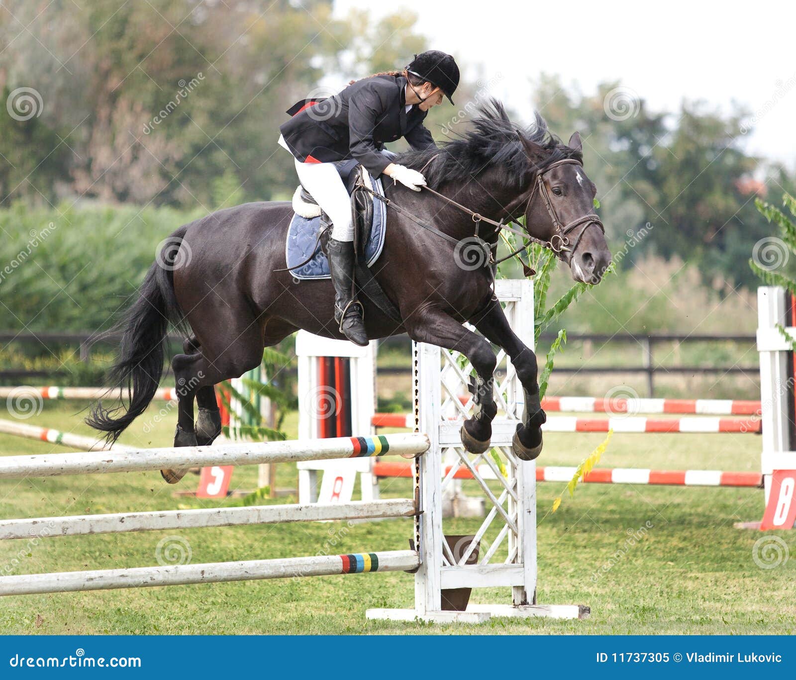 Het Springen Van Het Paard En Van De Jockey Stock Afbeelding - Image of ...