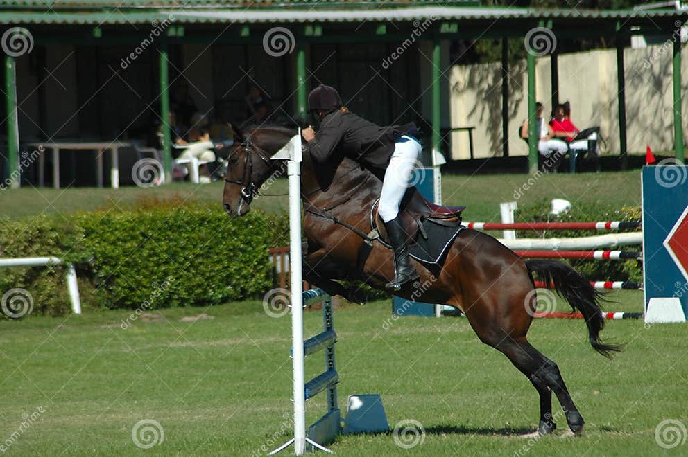 Het Springen Van Het Paard Sport Stock Afbeelding - Image of ...