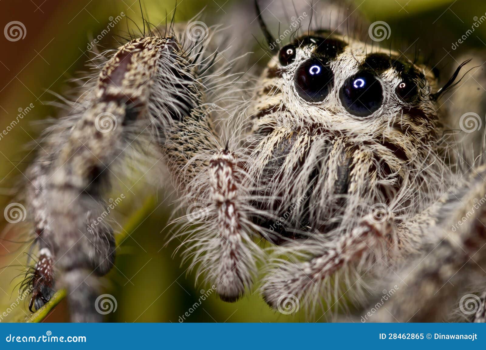 Het Springen Van Spin (Close-up) Stock Afbeelding - Image of klauwen ...