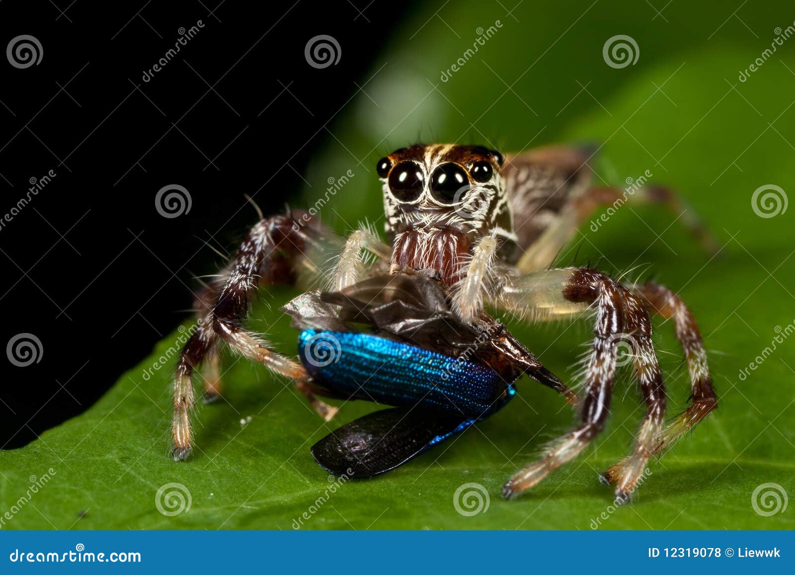 Het Springen Van Spin Die Kever Eet Stock Foto - Image of gebladerte ...