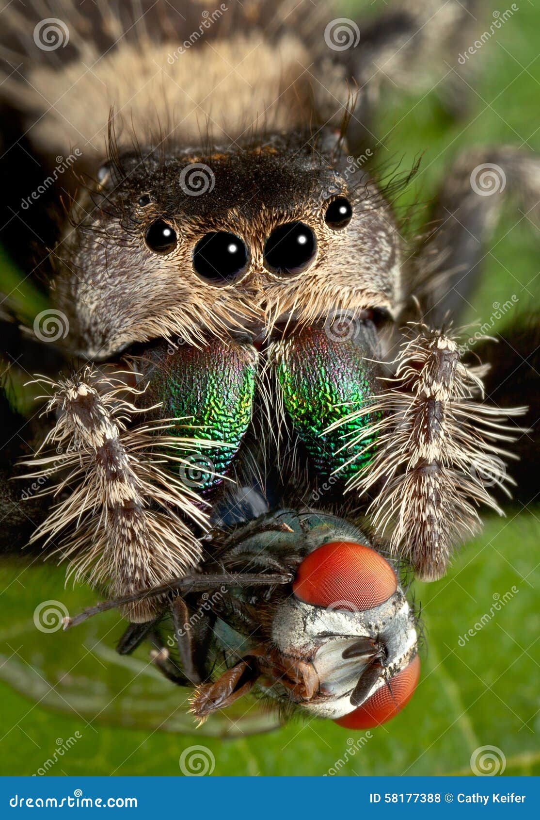 Het Springen Van Spin Met Hoektanden in Vlieg Stock Foto - Image of ...