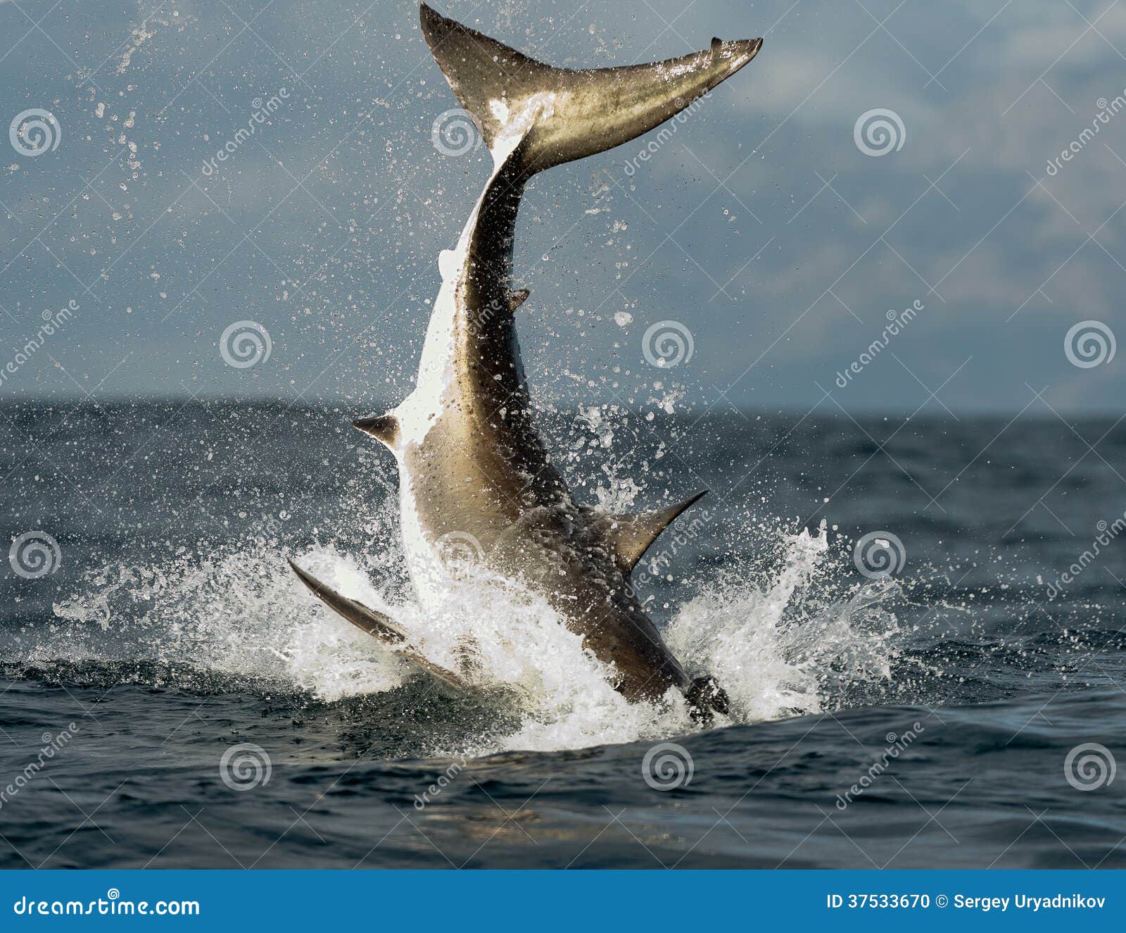 Het springen witte haai stock foto. Image of actie, oceaan - 37533670