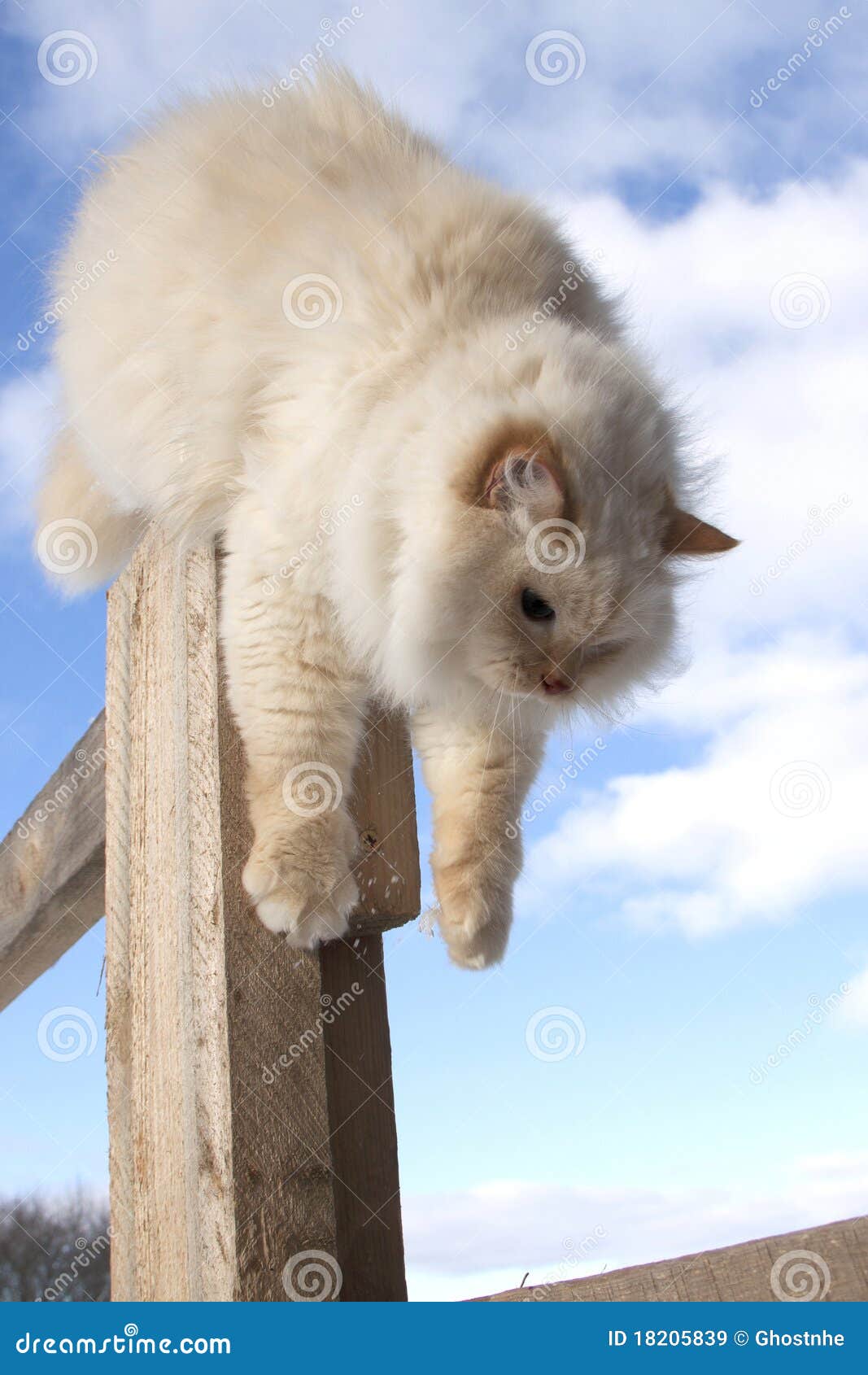 Het springen witte kat stock afbeelding. Image of omheining - 18205839