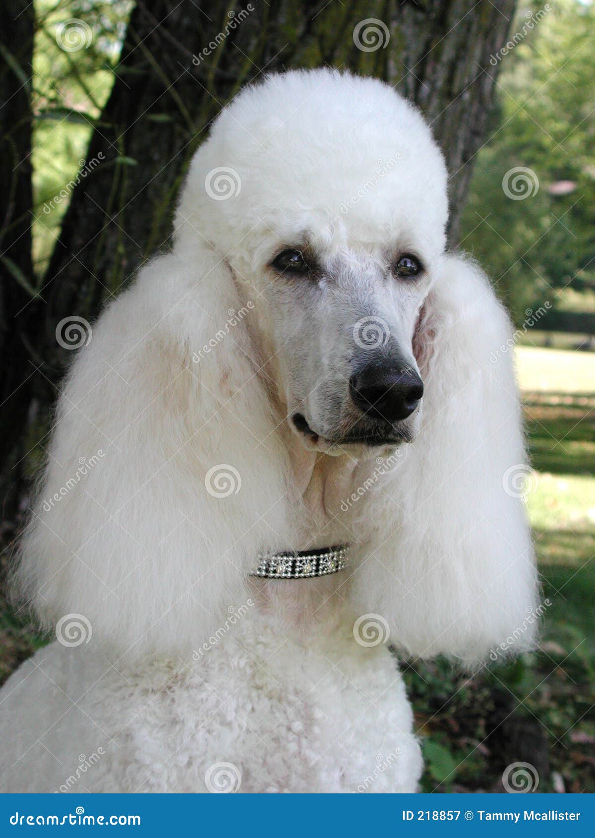 Het Standaard Portret Van De Poedel Stock Afbeelding - Image of haar ...