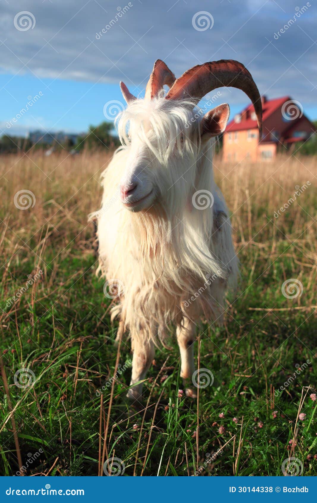 Geit op de groene weide stock foto. Image of gebied, landbouw - 30144338