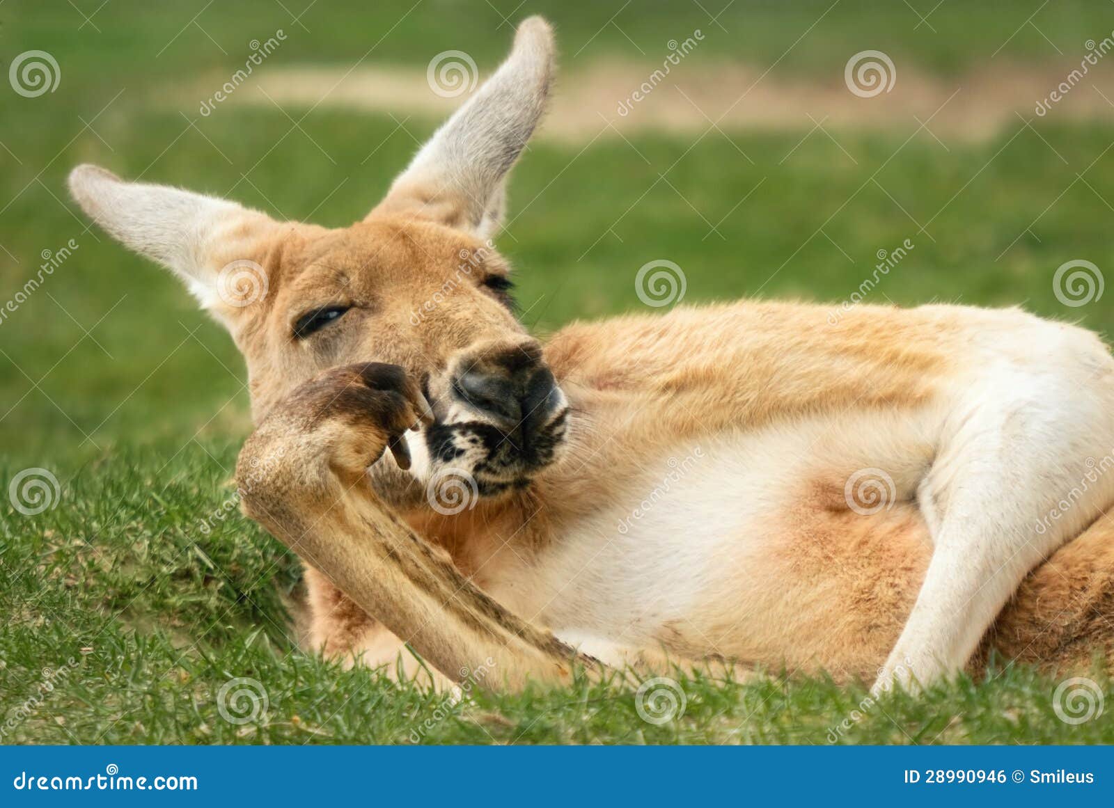 Het Stellen Van De Kangoeroe Zeer Als Een Mens Stock Foto - Image of ...