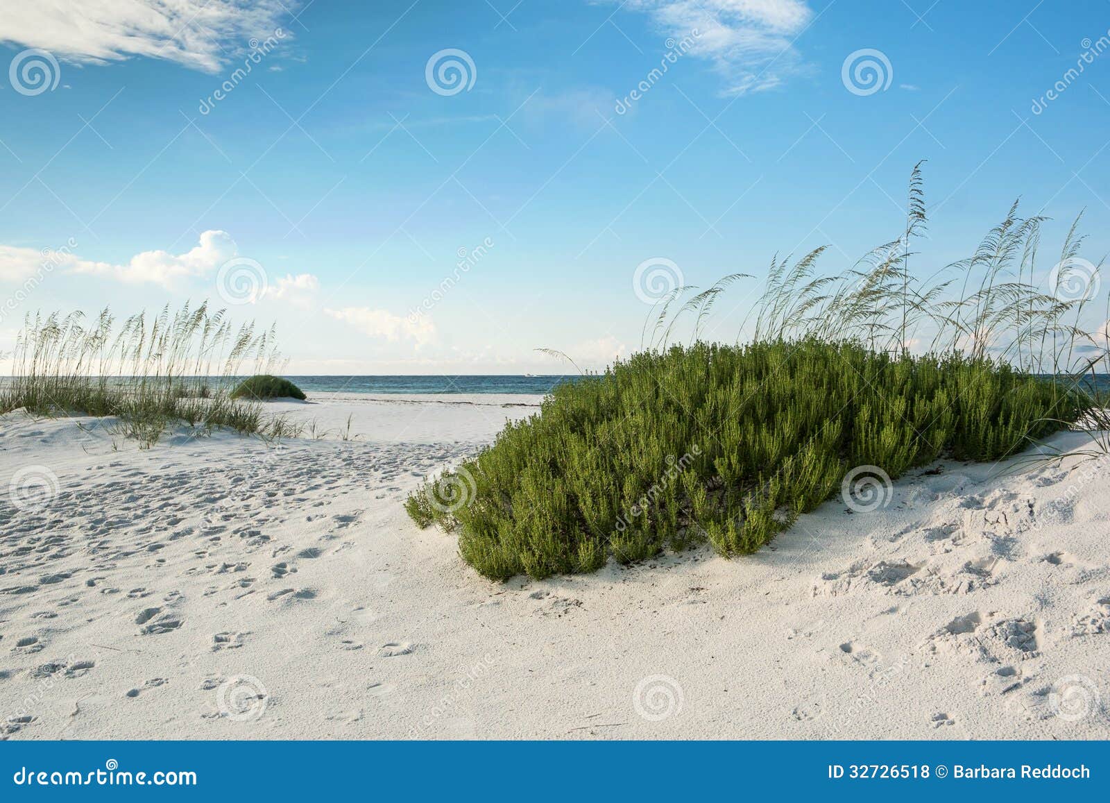 Het Strand Van Florida Met Strand Rosemary Stock Foto - Image of ...