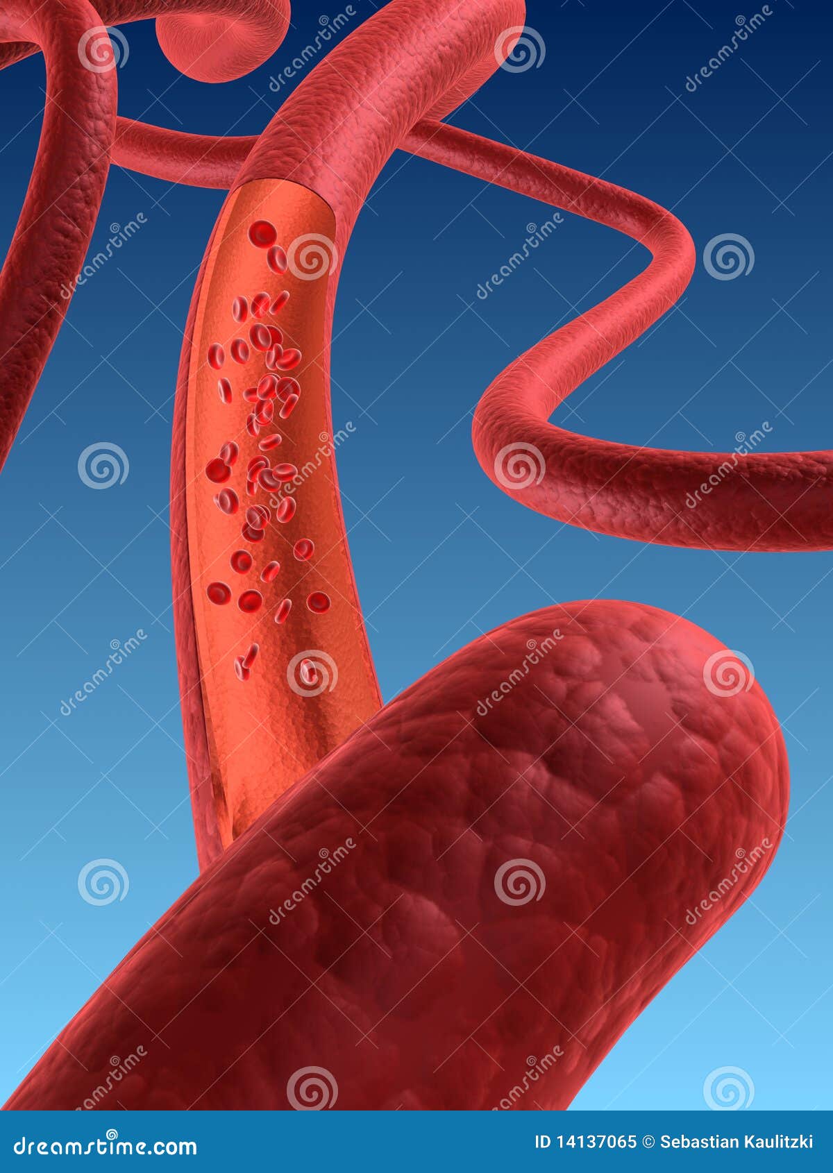 Het Systeem Van De Slagader Stock Illustratie - Illustration of ...