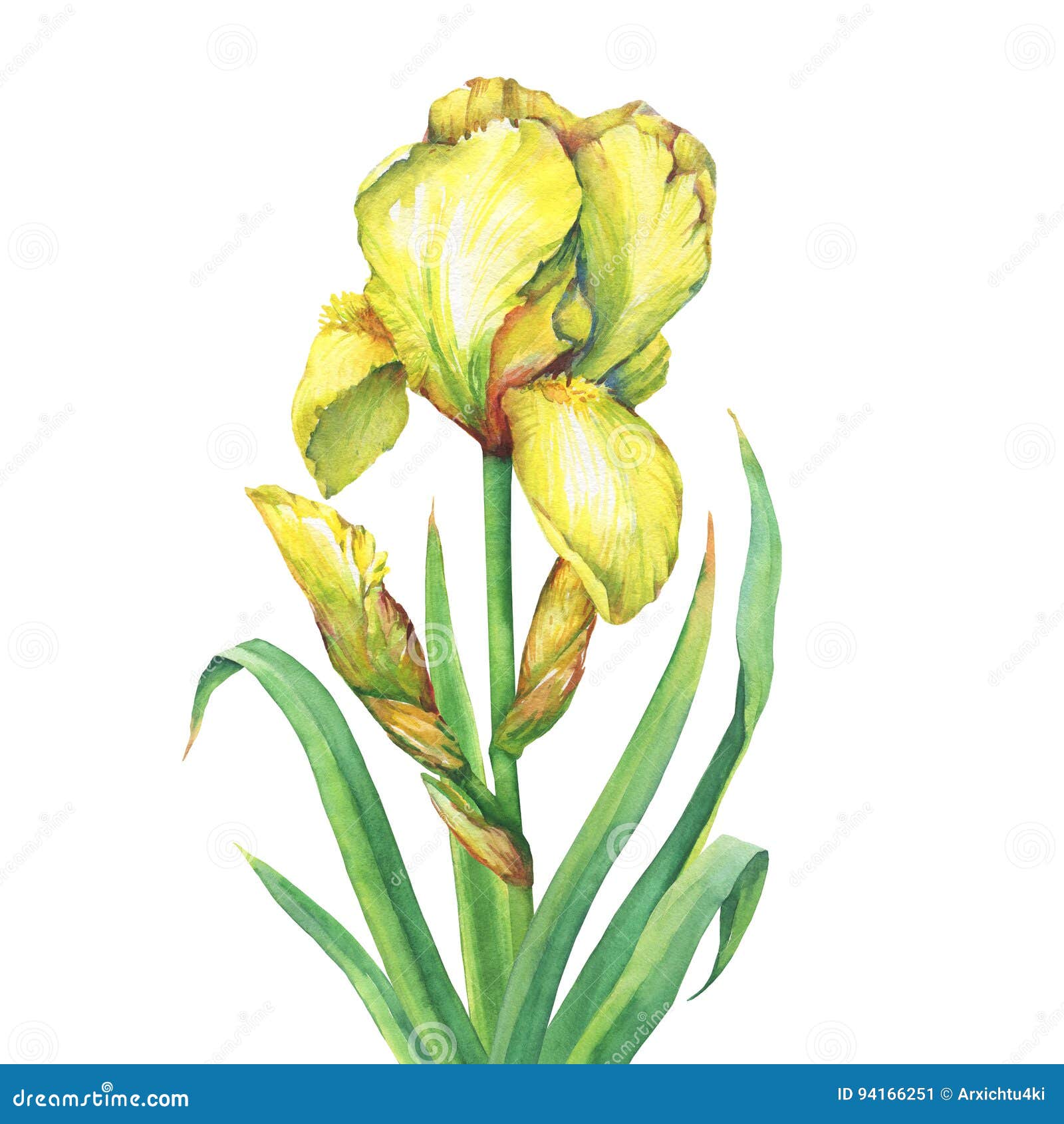 Het Tak Bloeiende Gele Lis Met Knop Stock Illustratie - Illustration of ...