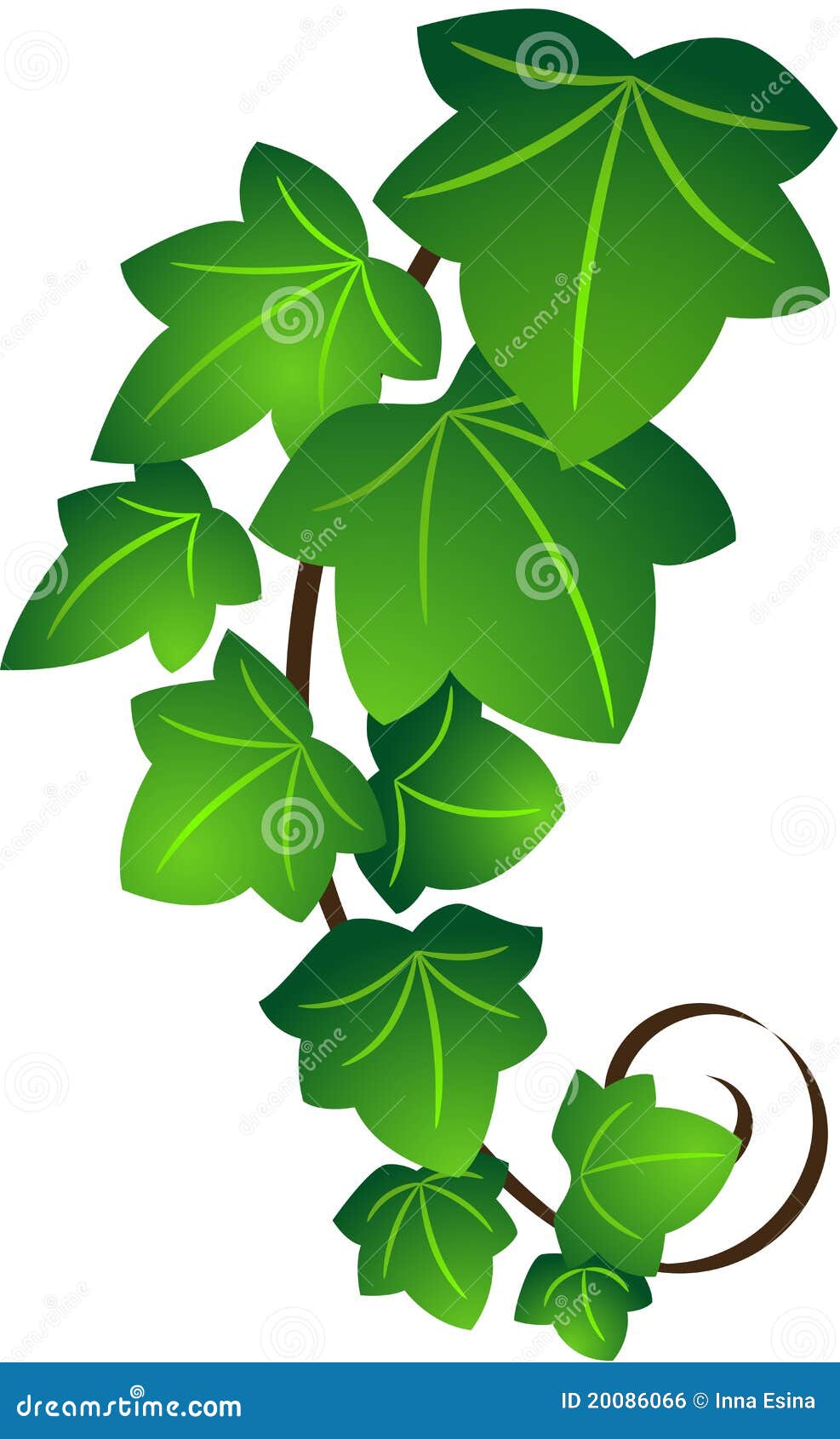 Het takje van de klimop vector illustratie. Illustration of gebladerte ...