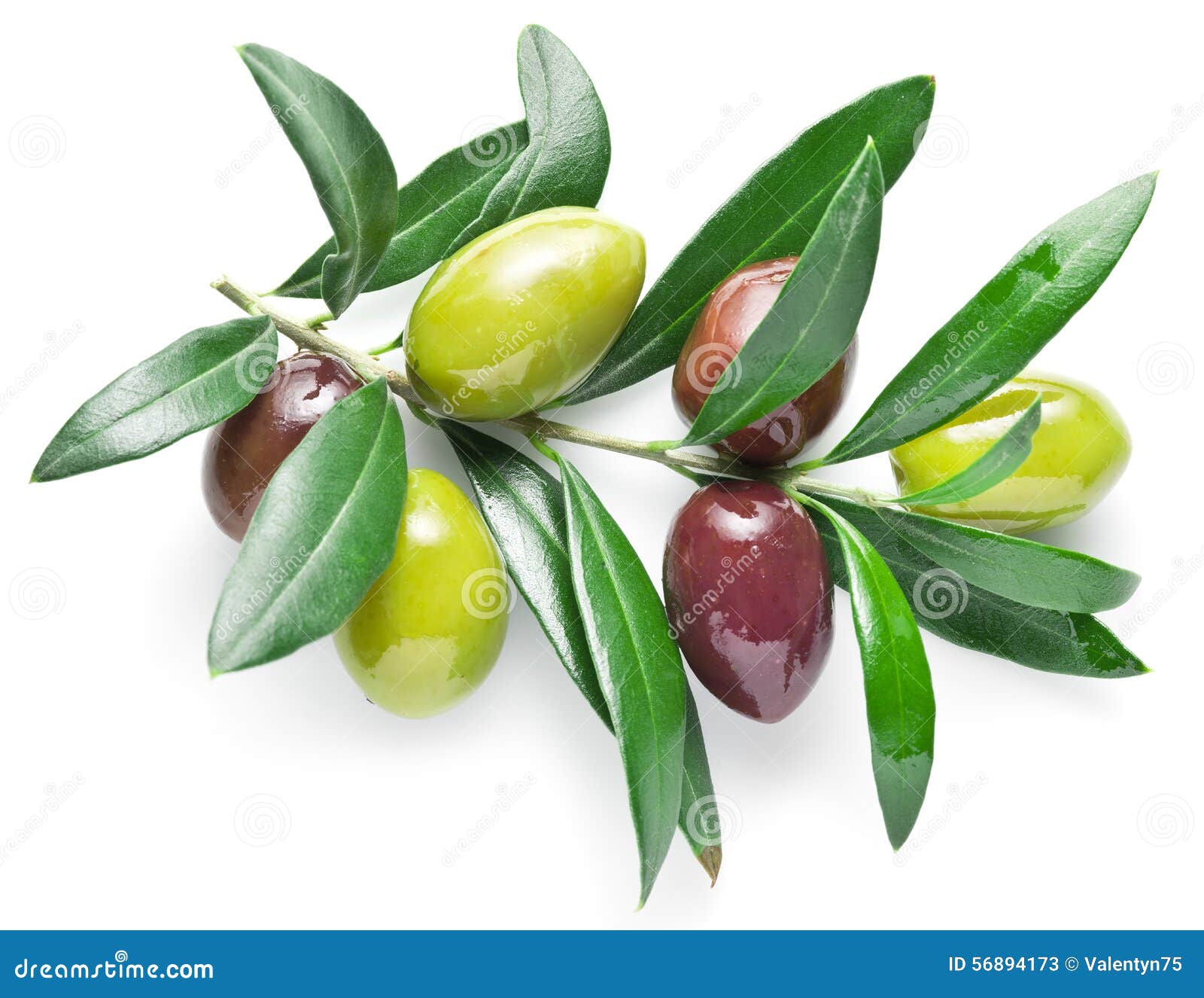 Het takje van de olijf stock afbeelding. Image of studio - 56894173