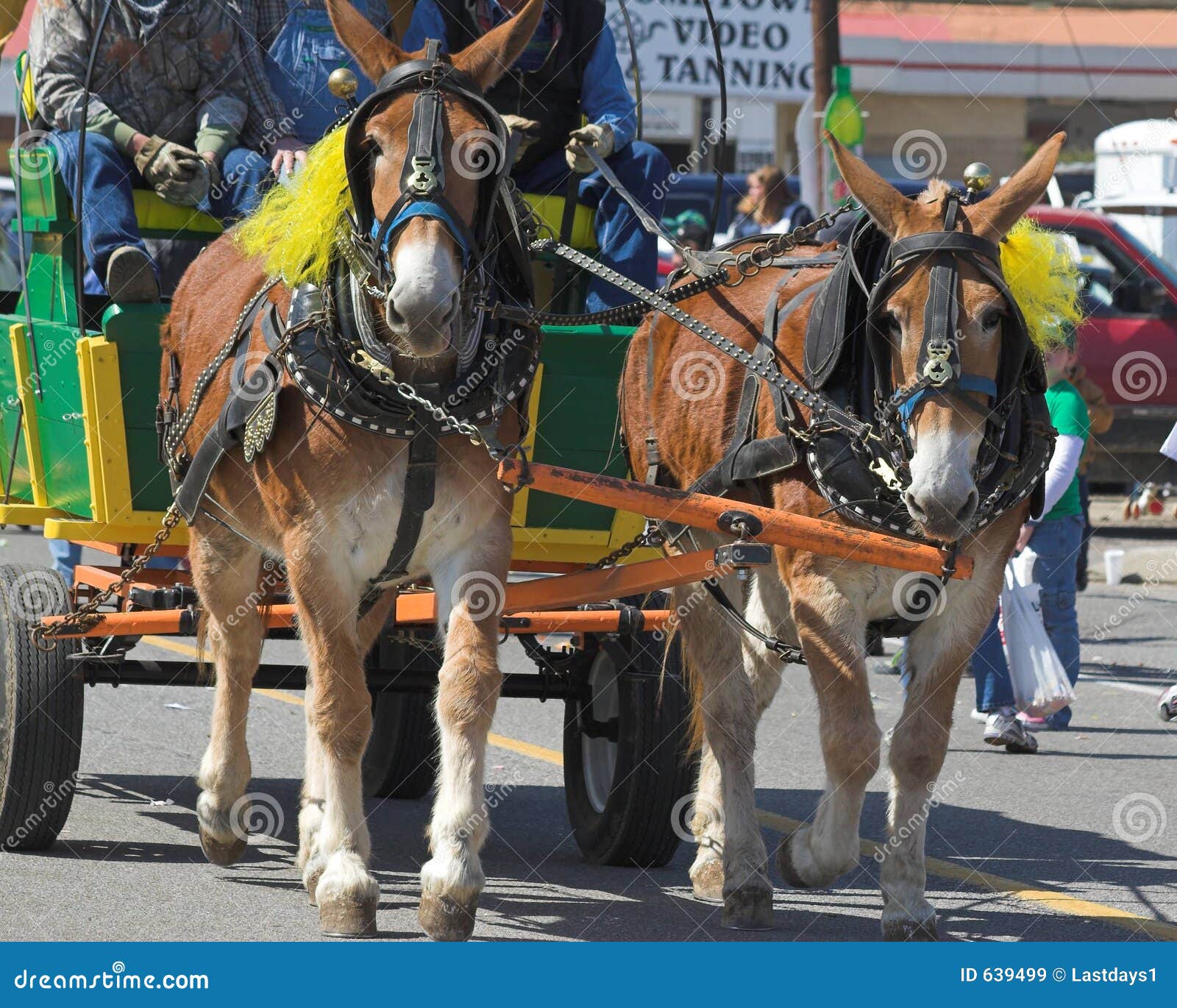 Het team van de muilezel stock afbeelding. Image of paarden - 639499