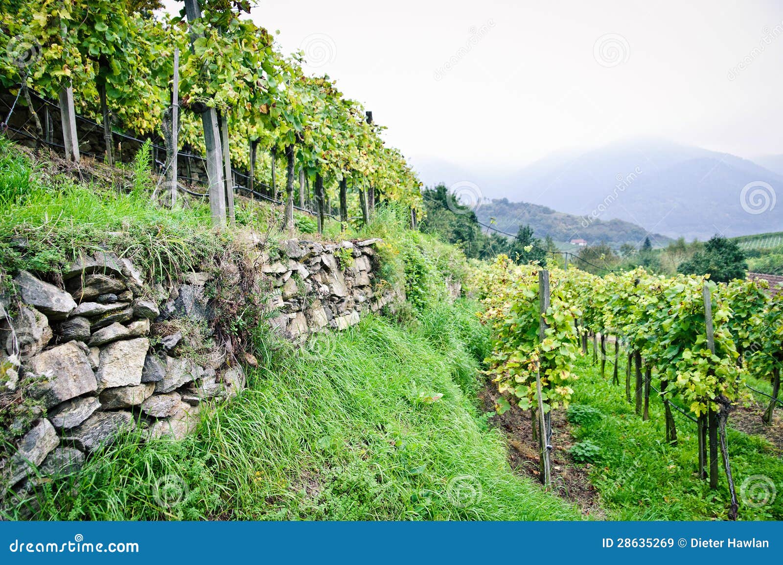 Het Terras van de wijnstok stock afbeelding. Image of oostenrijk - 28635269