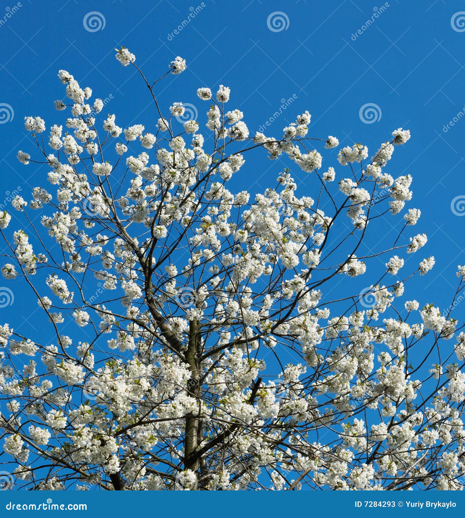 Het tot bloei komen stock afbeelding. Image of blauw, takje - 7284293