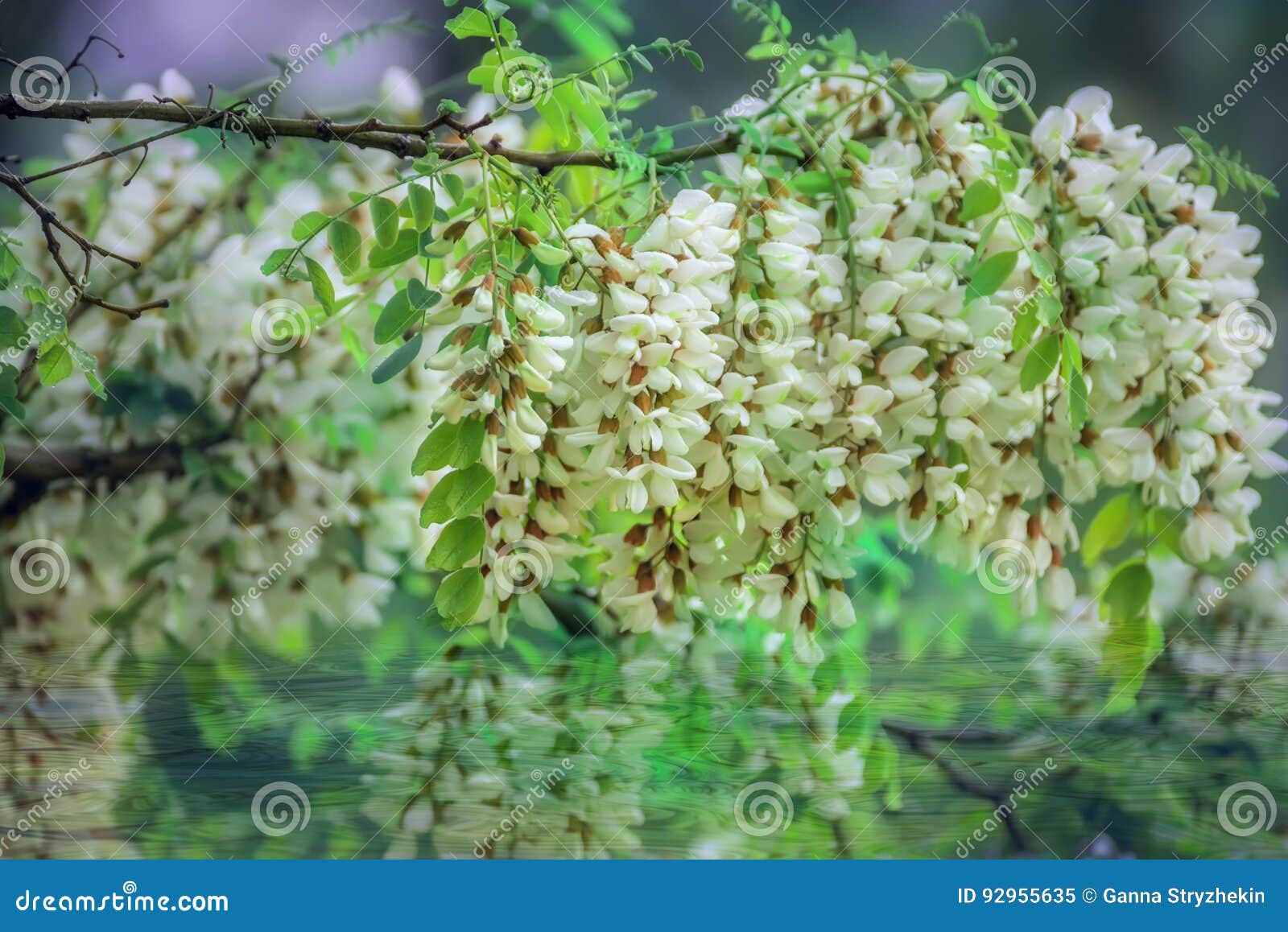 Het Tot Bloei Komen Van Witte Acacia Stock Afbeelding - Image of ...