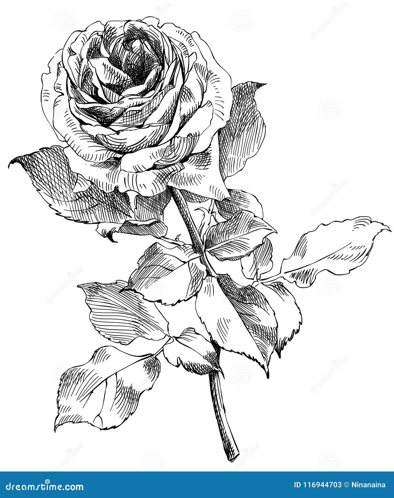 Het Trekken Van Een Roos, Vectorillustratie Vector Illustratie ...