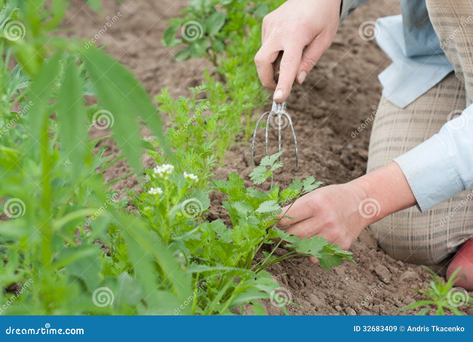 Het Trekken Van Het Onkruid Stock Afbeelding - Image of horizontaal ...