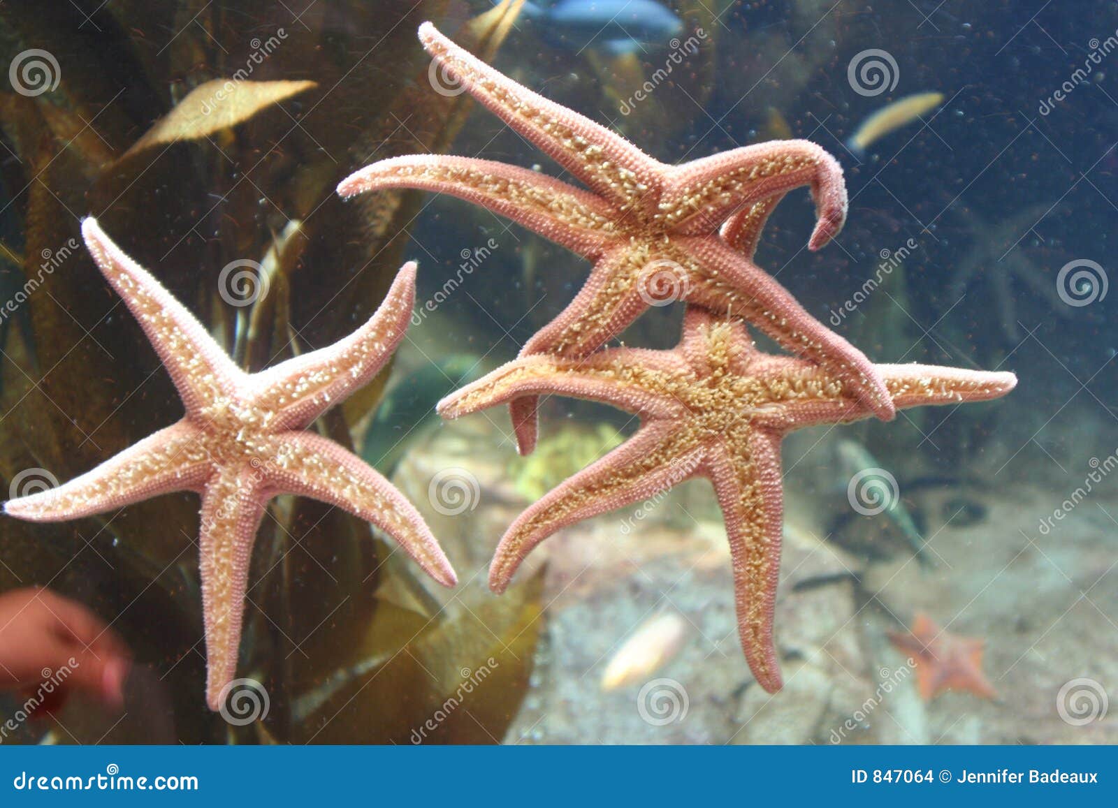 Het Trio van de zeester stock foto. Image of leven, vissen - 847064