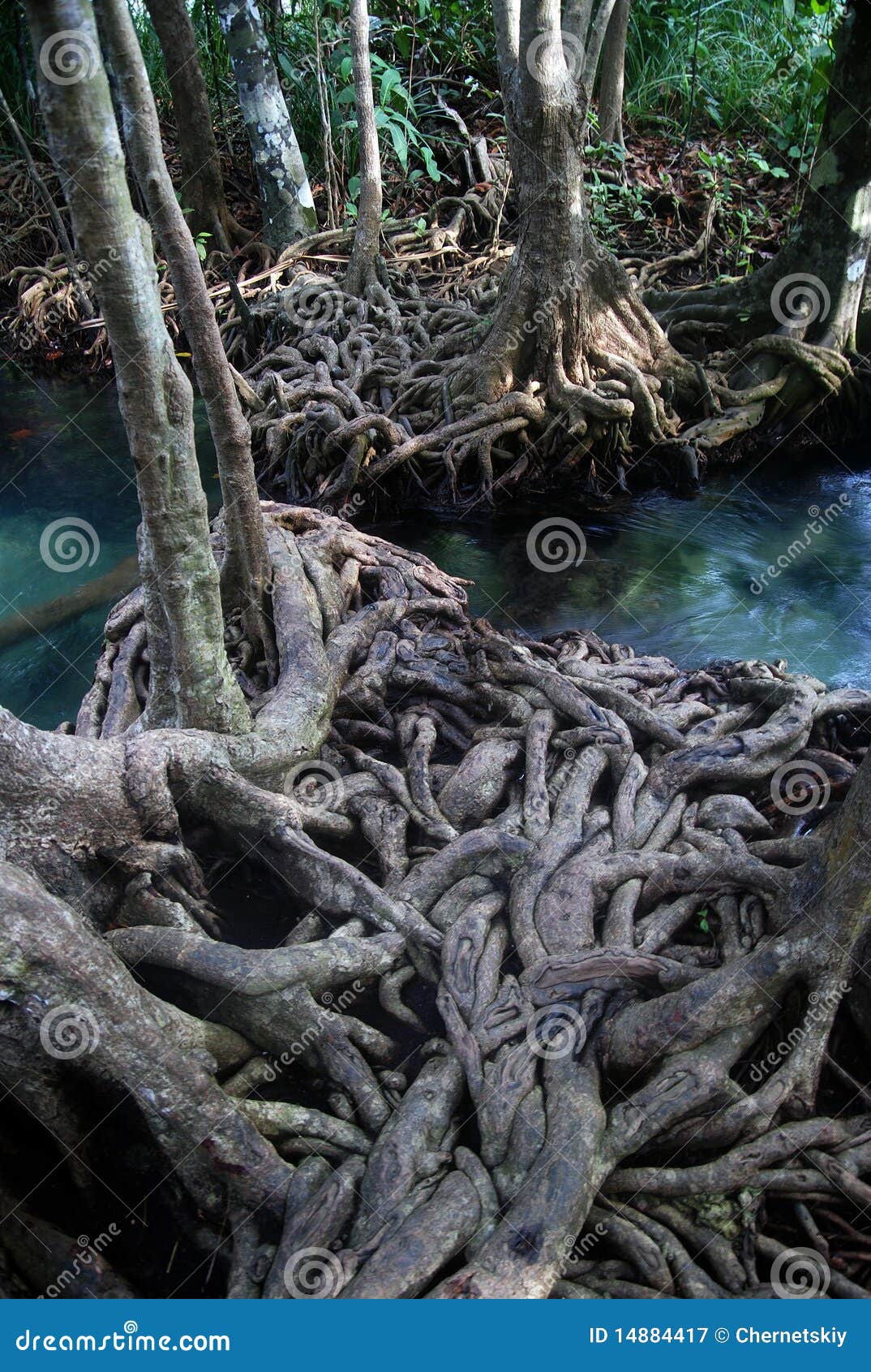 Het Tropische Bos Van De Mangrove Stock Afbeelding - Image of boom ...