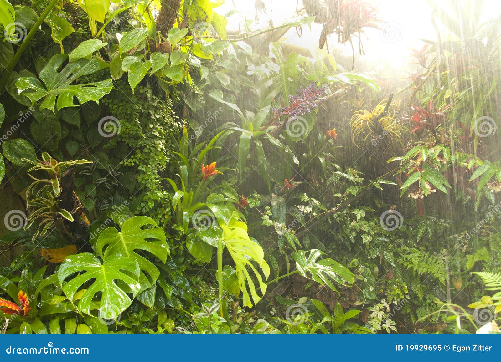 Het Tropische Water Van De Regenwoudregen Stock Afbeelding - Image of ...