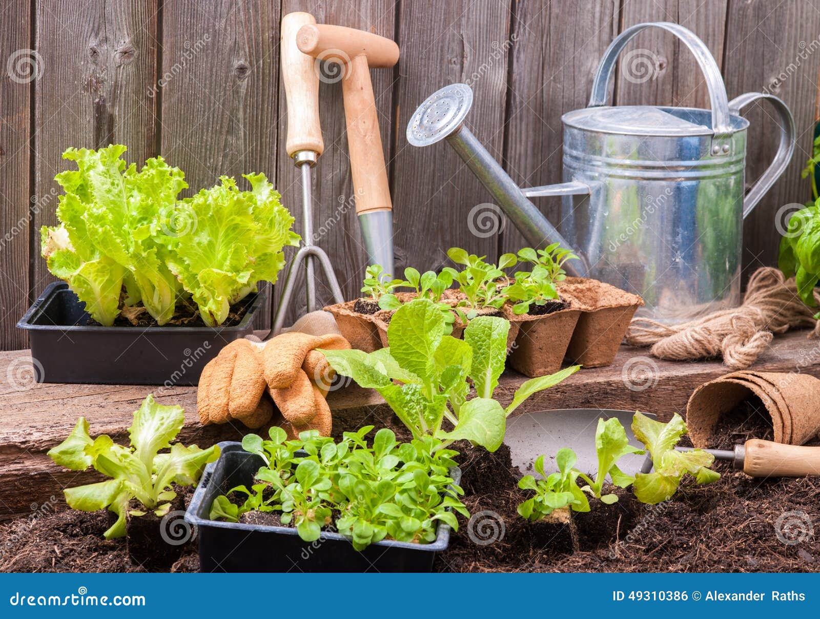 Het tuinieren stock foto. Image of zaaien, bladeren, potten - 49310386
