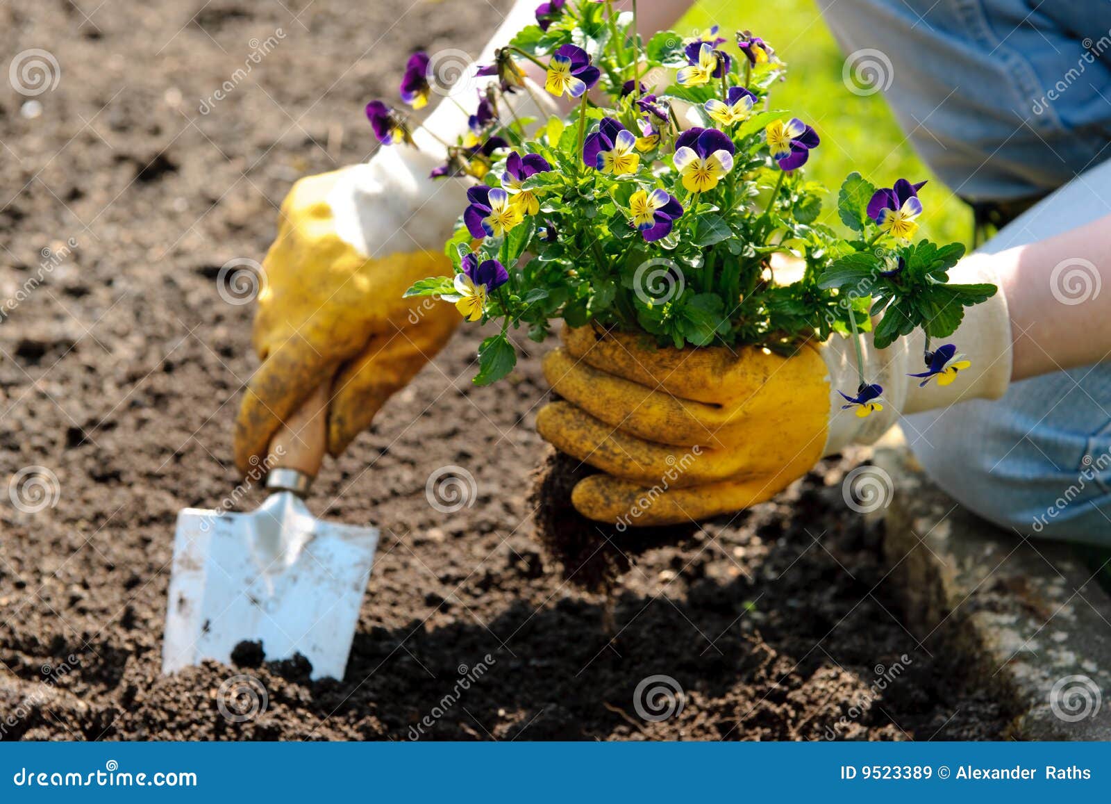 Het tuinieren stock afbeelding. Image of tuinman, gezond - 9523389