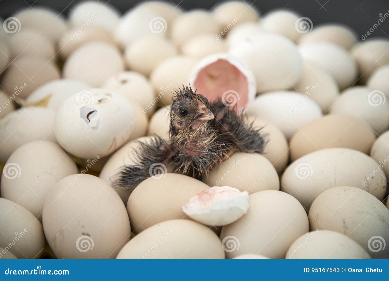 Het Uitbroeden Van De Kip Van Ei Stock Afbeelding - Image of uitgebroed ...