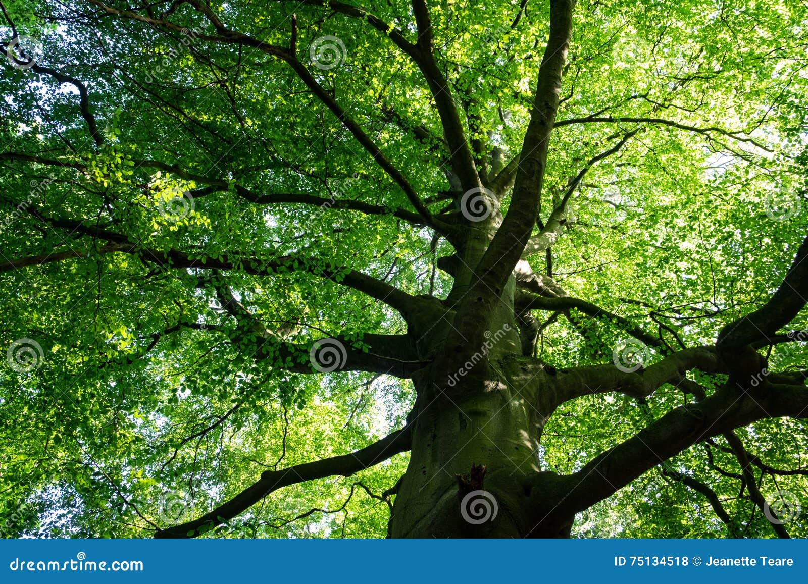 Het Uitspreiden Van Takken Van Rijpe Beukboom Stock Foto - Image of ...