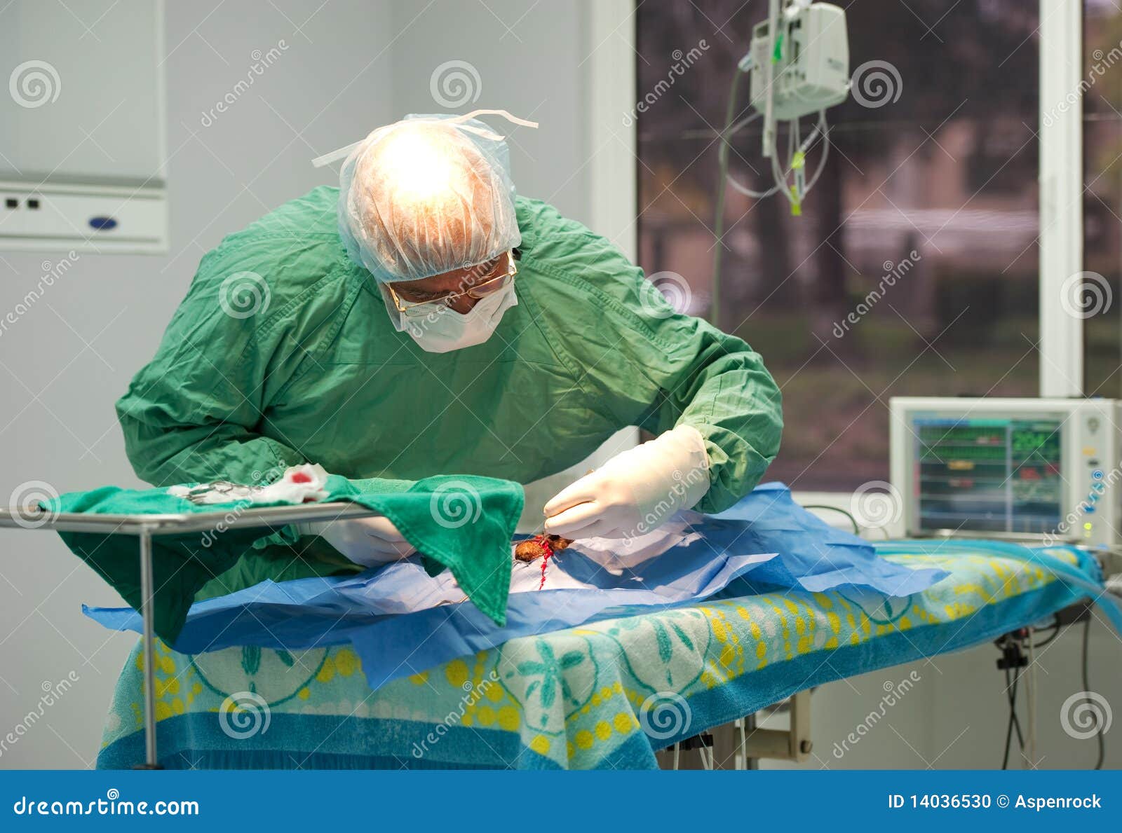 Het Uitvoeren Van Chirurgie Op Een Kat Stock Foto - Image of groen ...