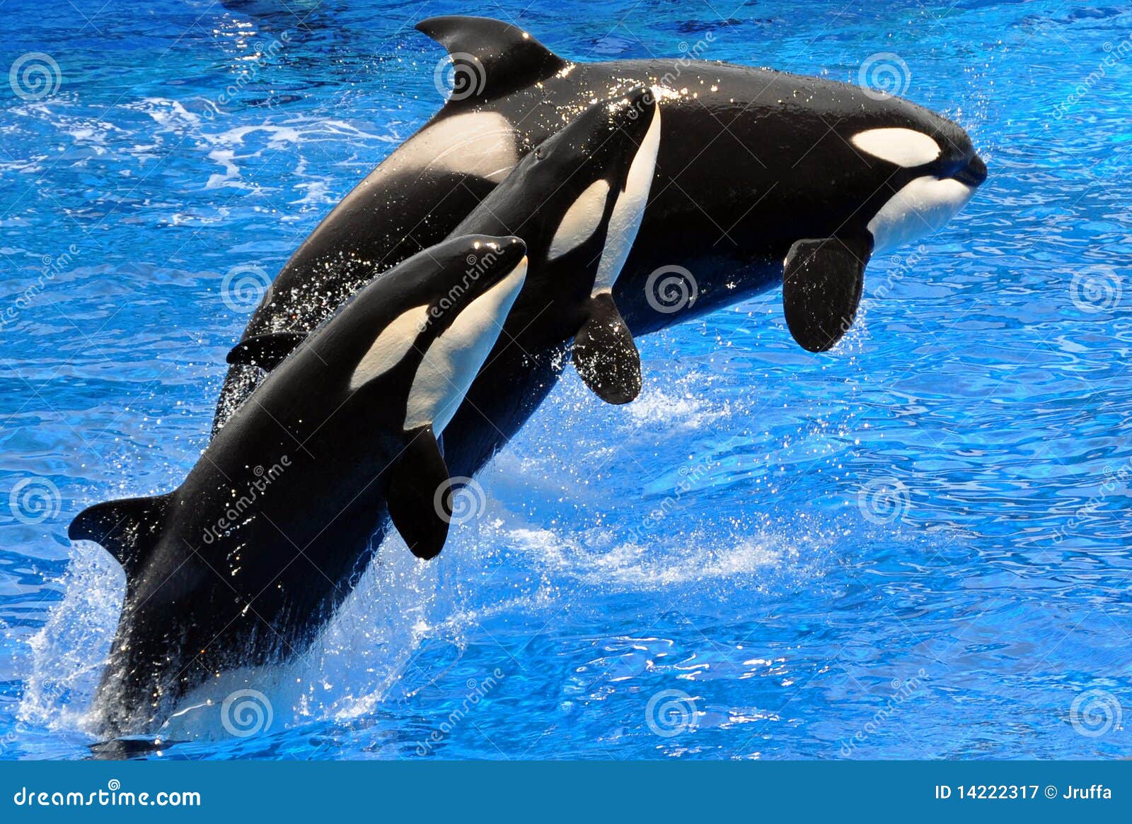 Het Uitvoeren Van Orka's (Orka) Redactionele Fotografie - Image of ...