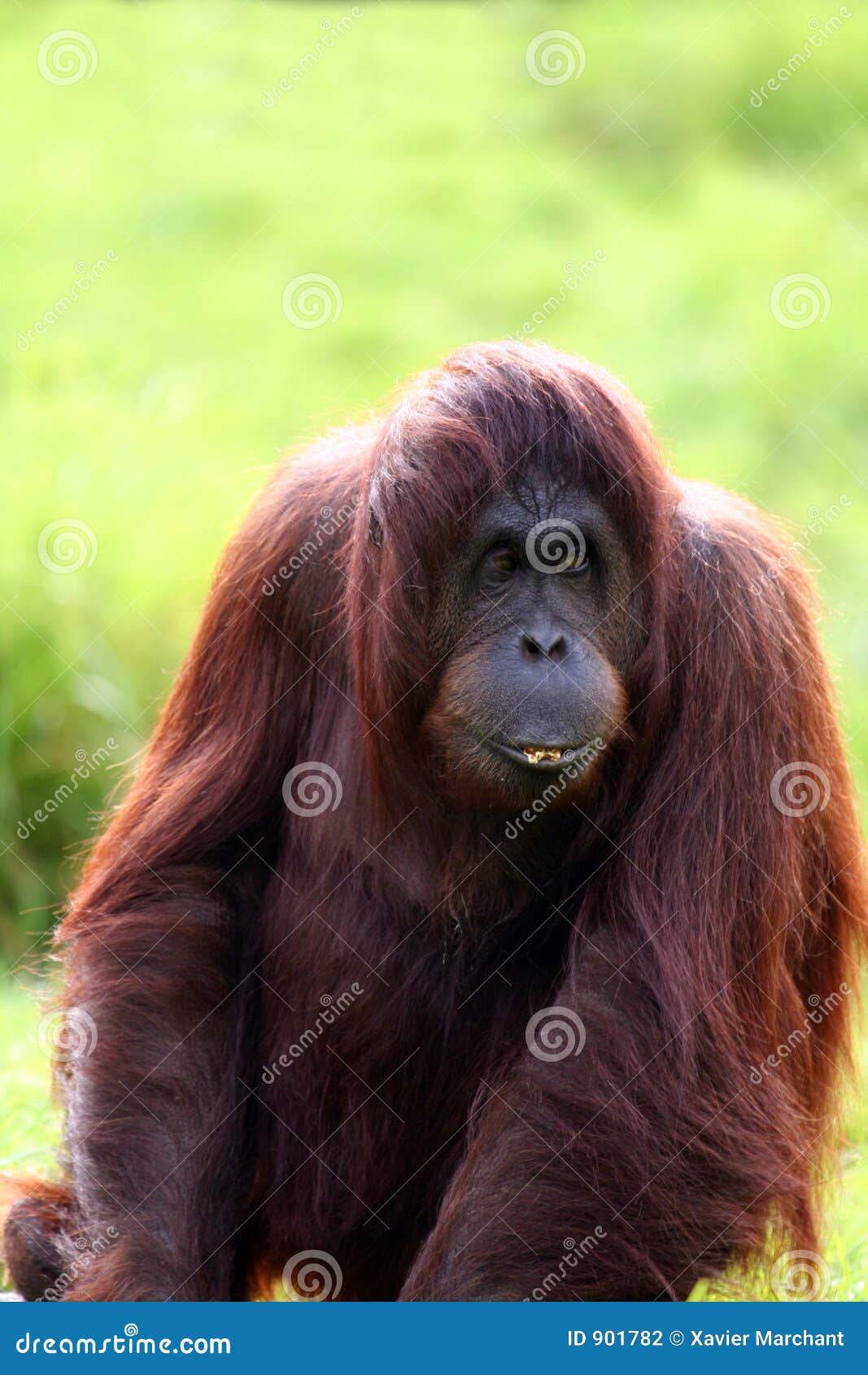 Het Utan Eten Van De Orang-oetan Stock Foto - Image of kijk, tand: 901782