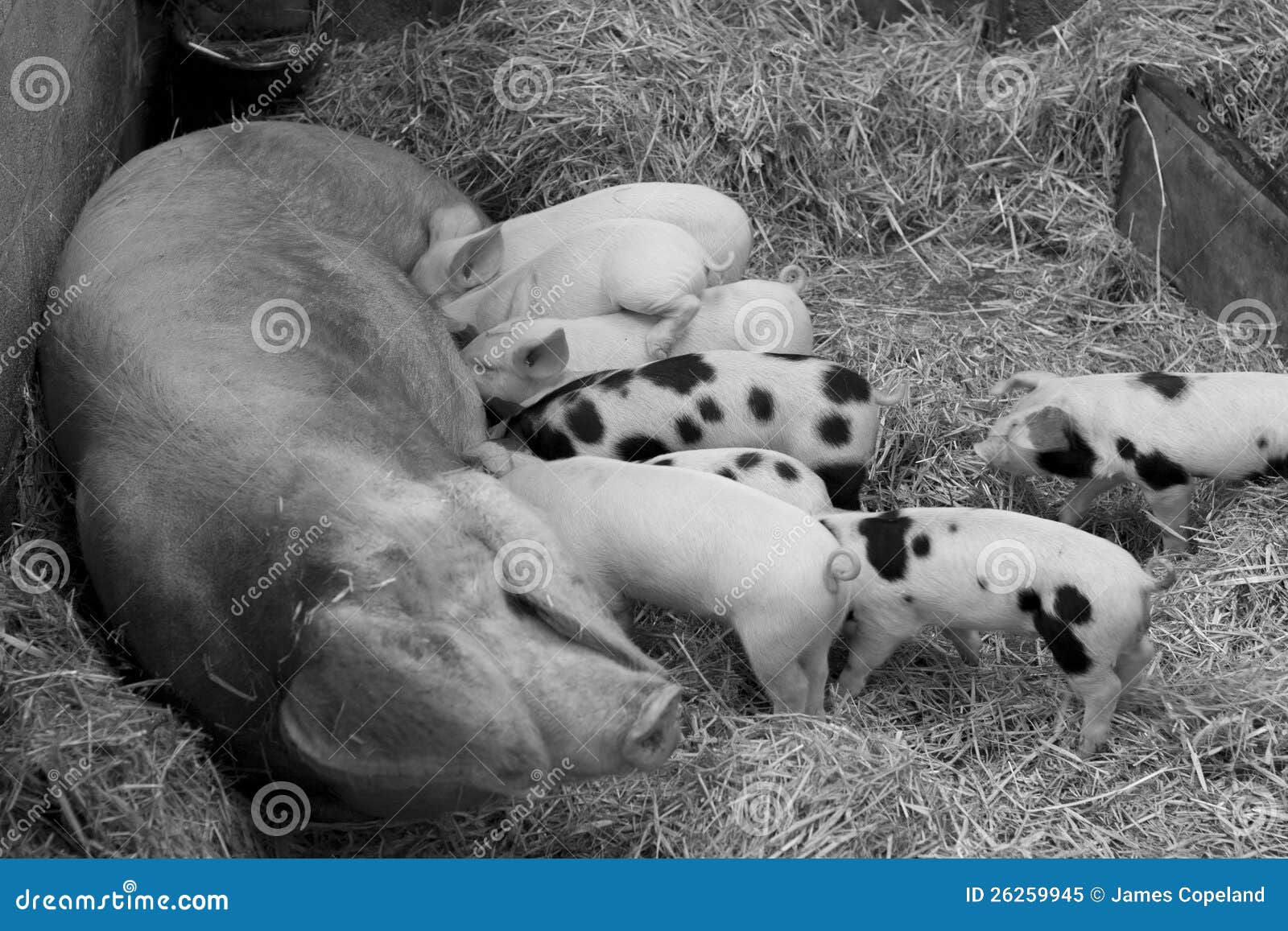 Het Varken En De Babys Van De Moeder in Hooi Stock Afbeelding - Image ...