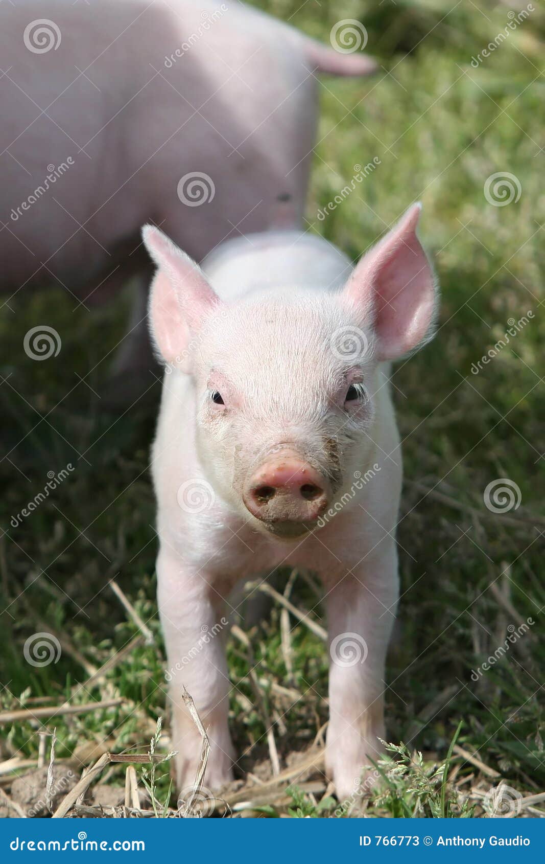 Het varken van de baby stock afbeelding. Afbeelding bestaande uit jong ...