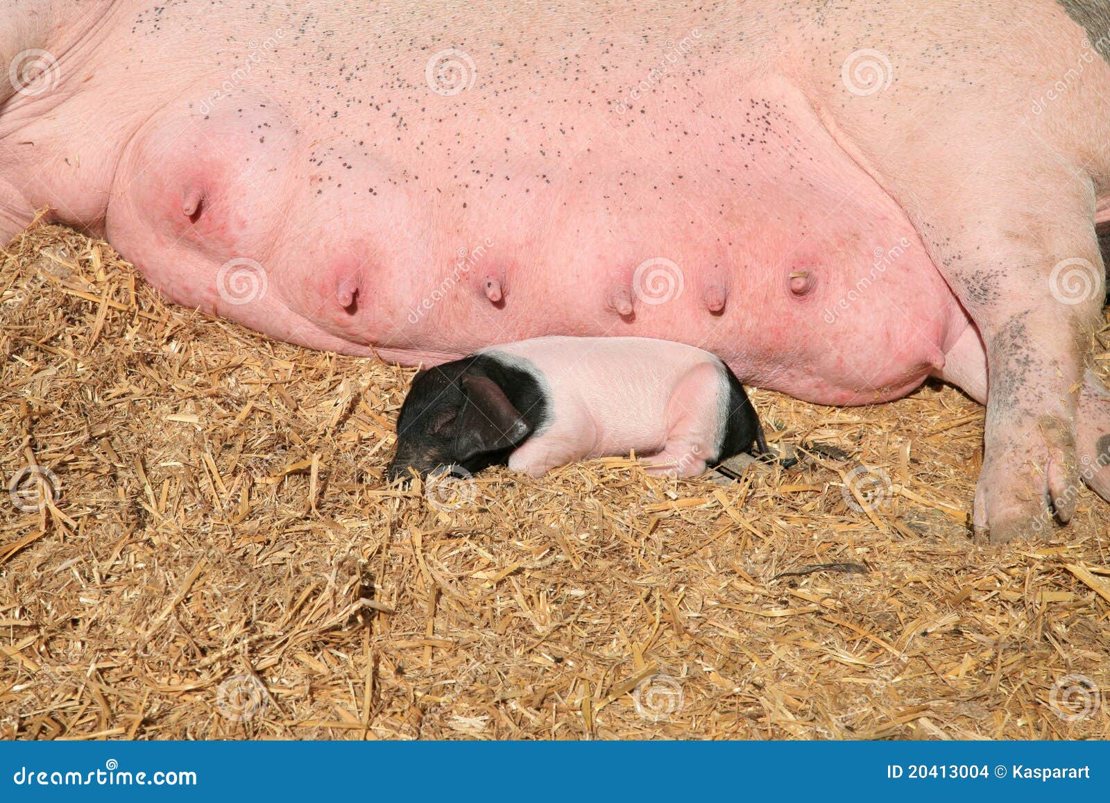 Het Varken Van De Moeder En Slaapbiggetje Stock Foto - Image of varkens ...