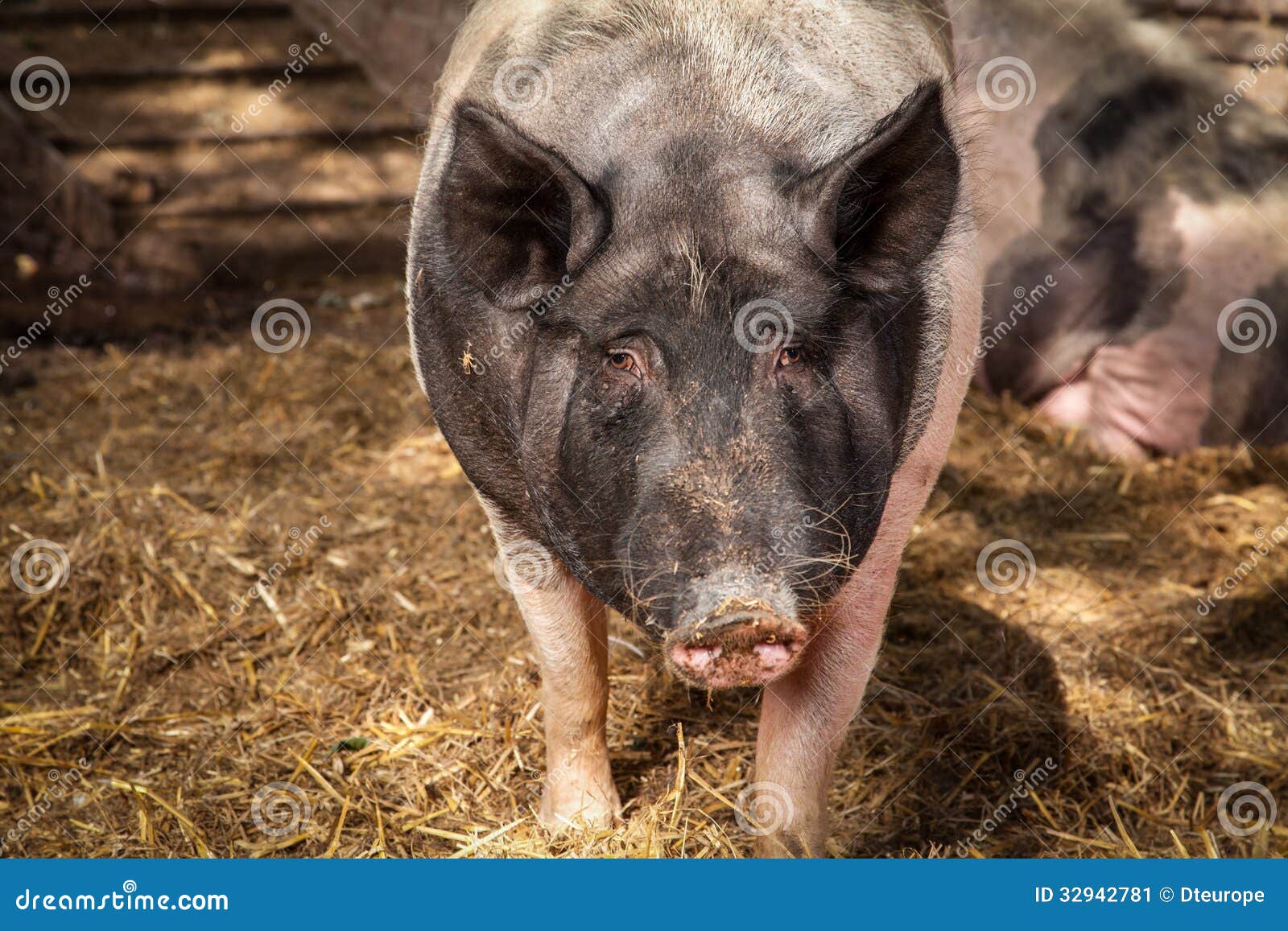 Het varken ziet eruit stock afbeelding. Image of snuit - 32942781