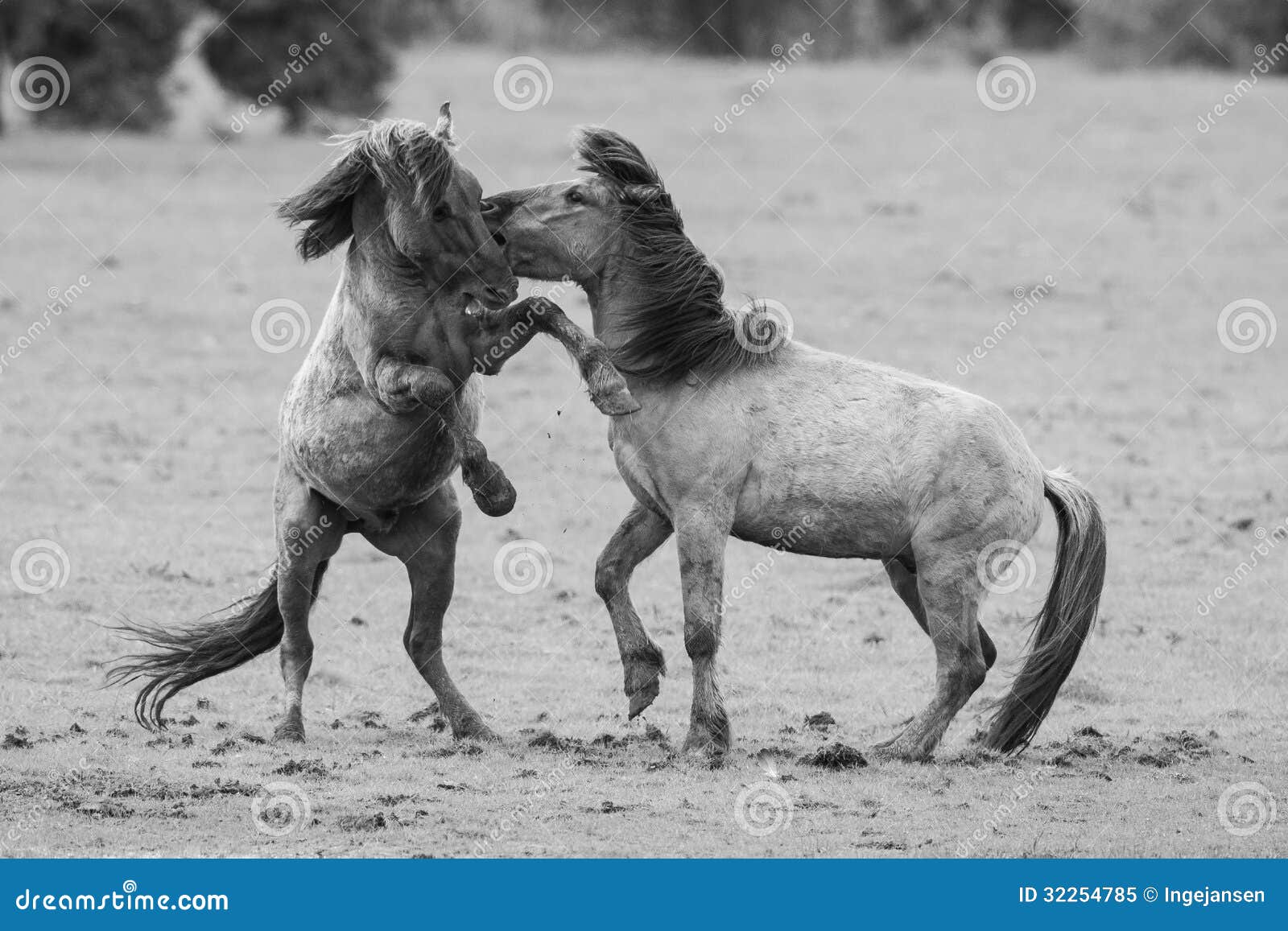 Het vechten paarden stock afbeelding. Image of hengst - 32254785